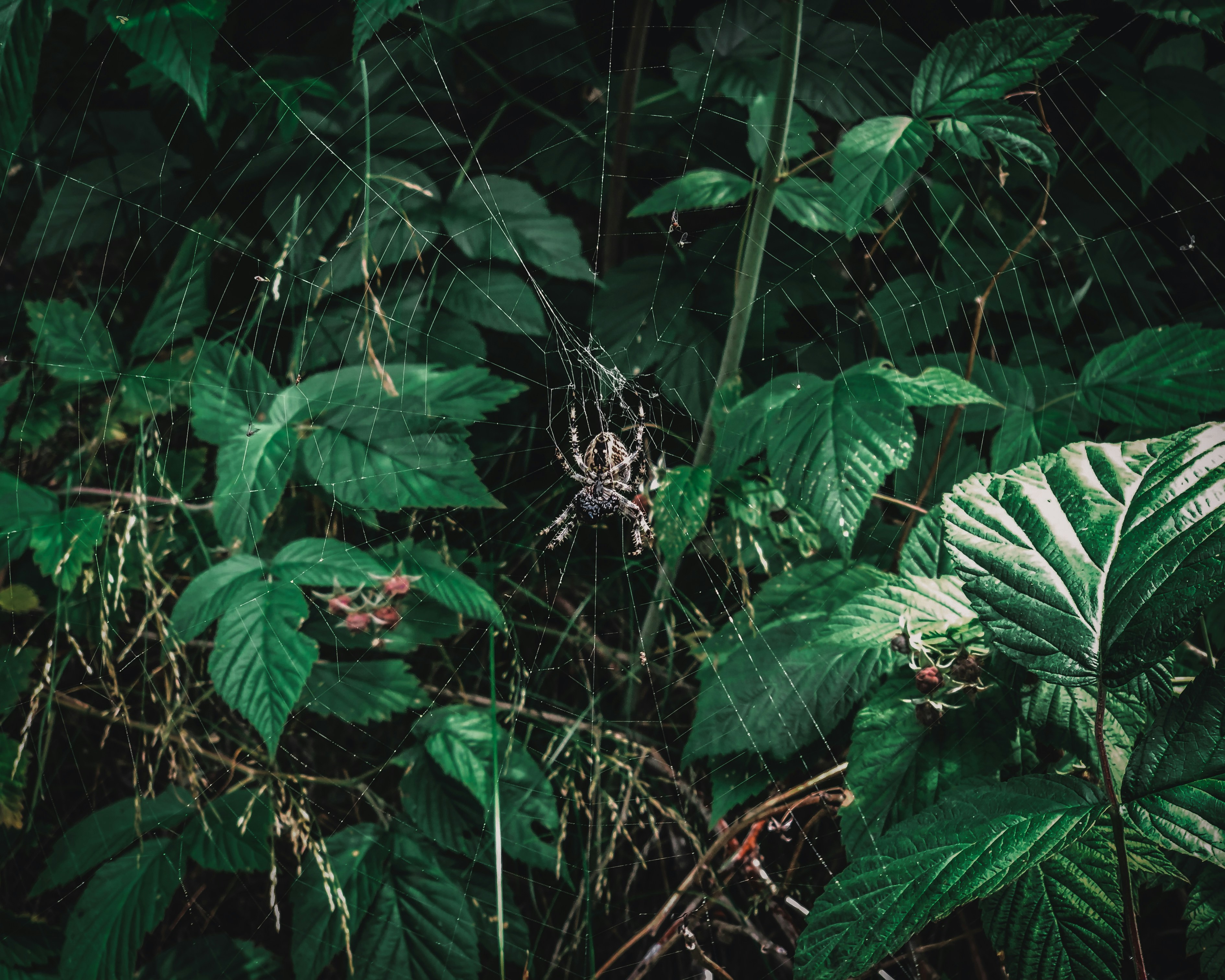 Hidden Architect: A Spider Centered Amidst a Webbed Jungle