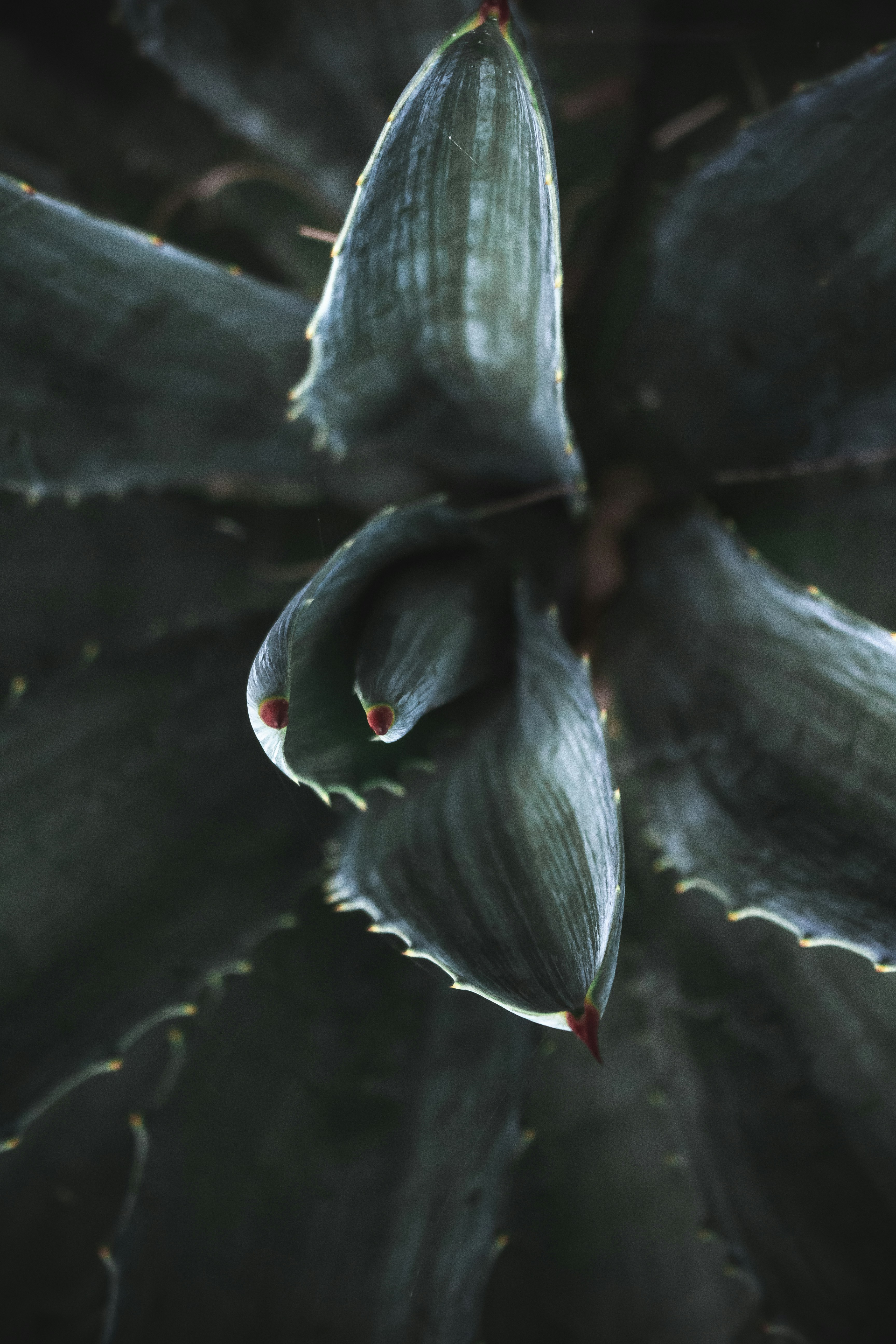Prickly Heart: A Close-Up of Agave Spikes in Soft Focus