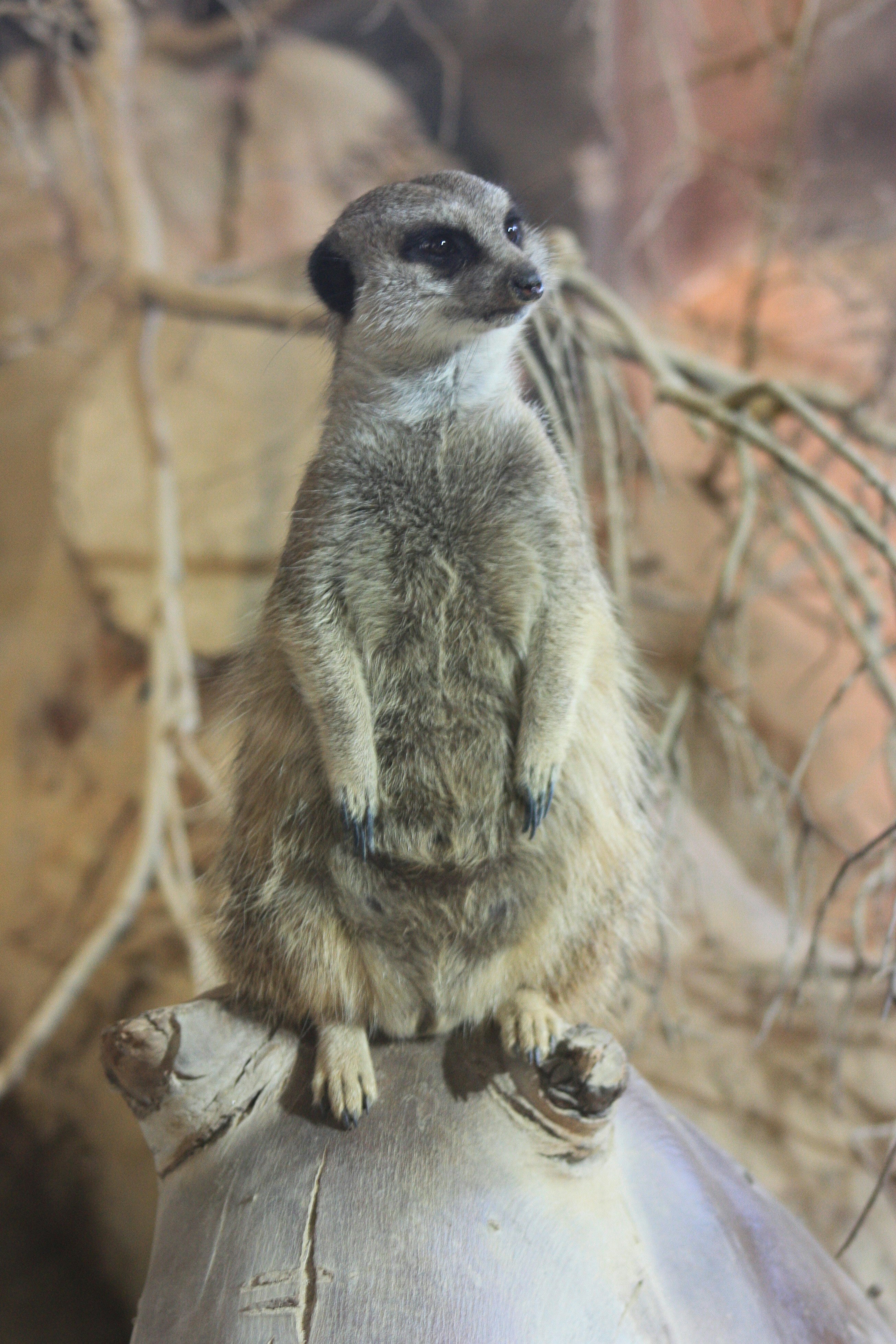 Curious Meerkat on a Weathered Log in Dappled Light