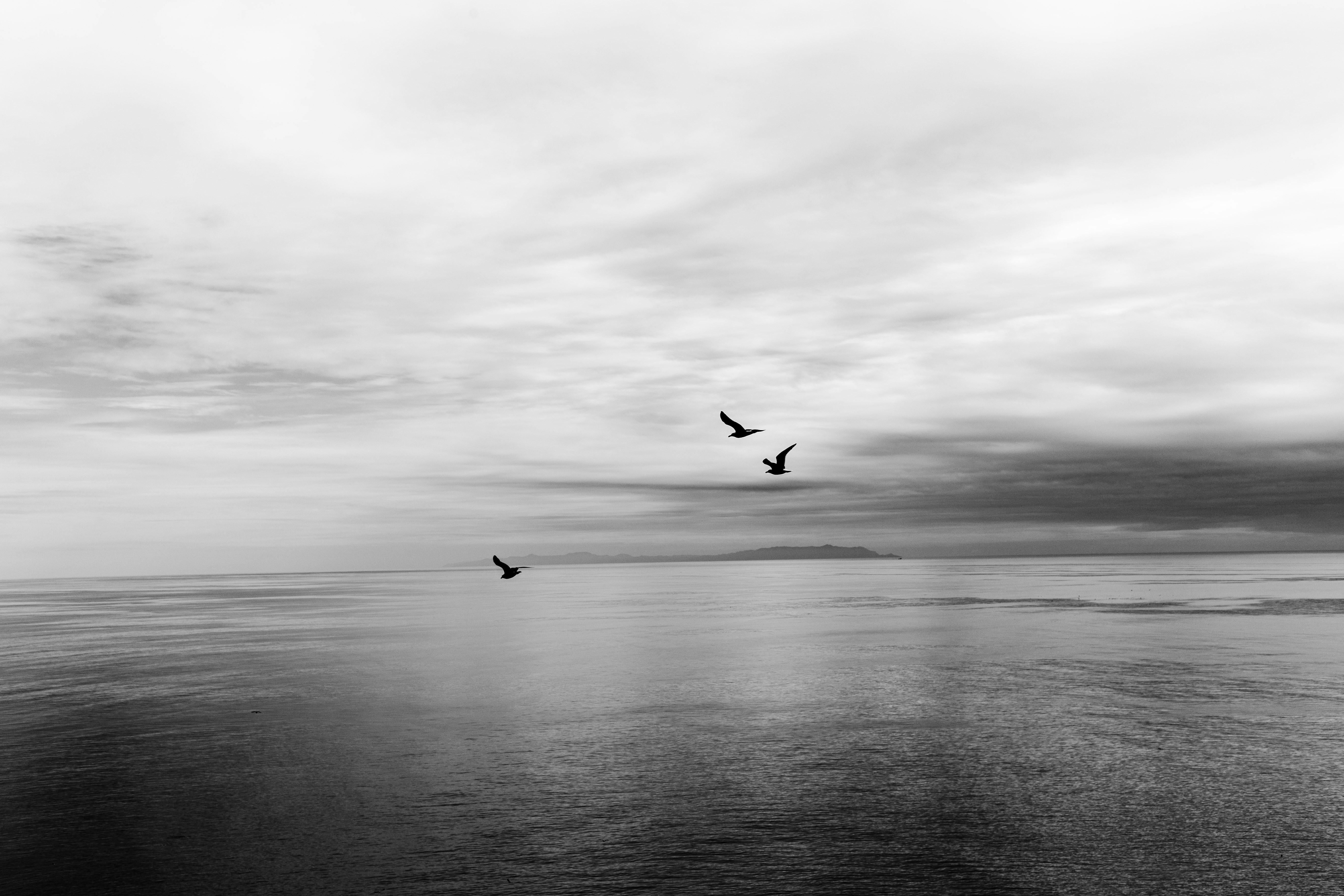 Un couple d’oiseaux survolant un plan d’eau photo – Photo Gris Gratuite ...