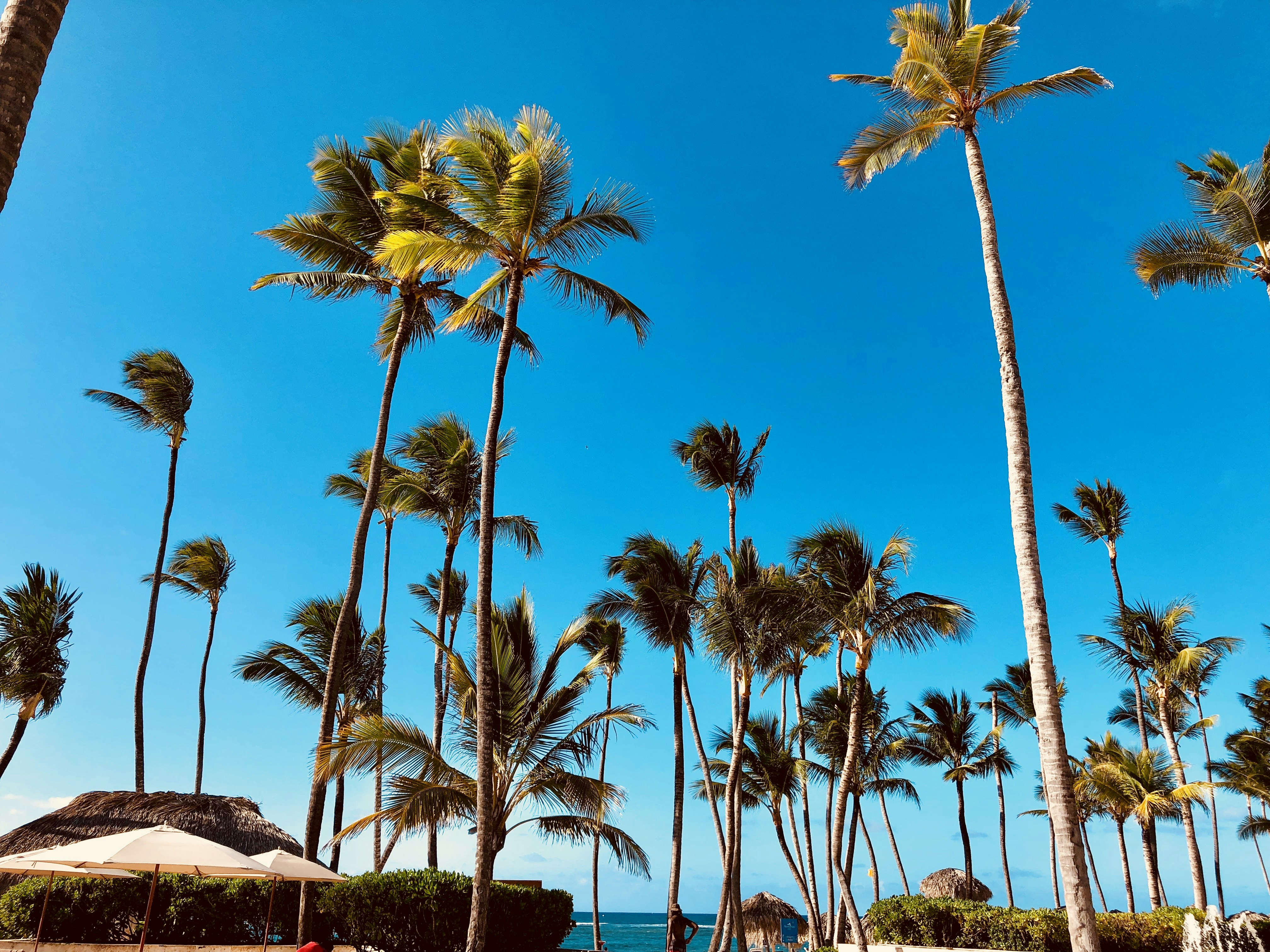 Tall palm trees sway against a vibrant blue sky near the ocean shoreline.