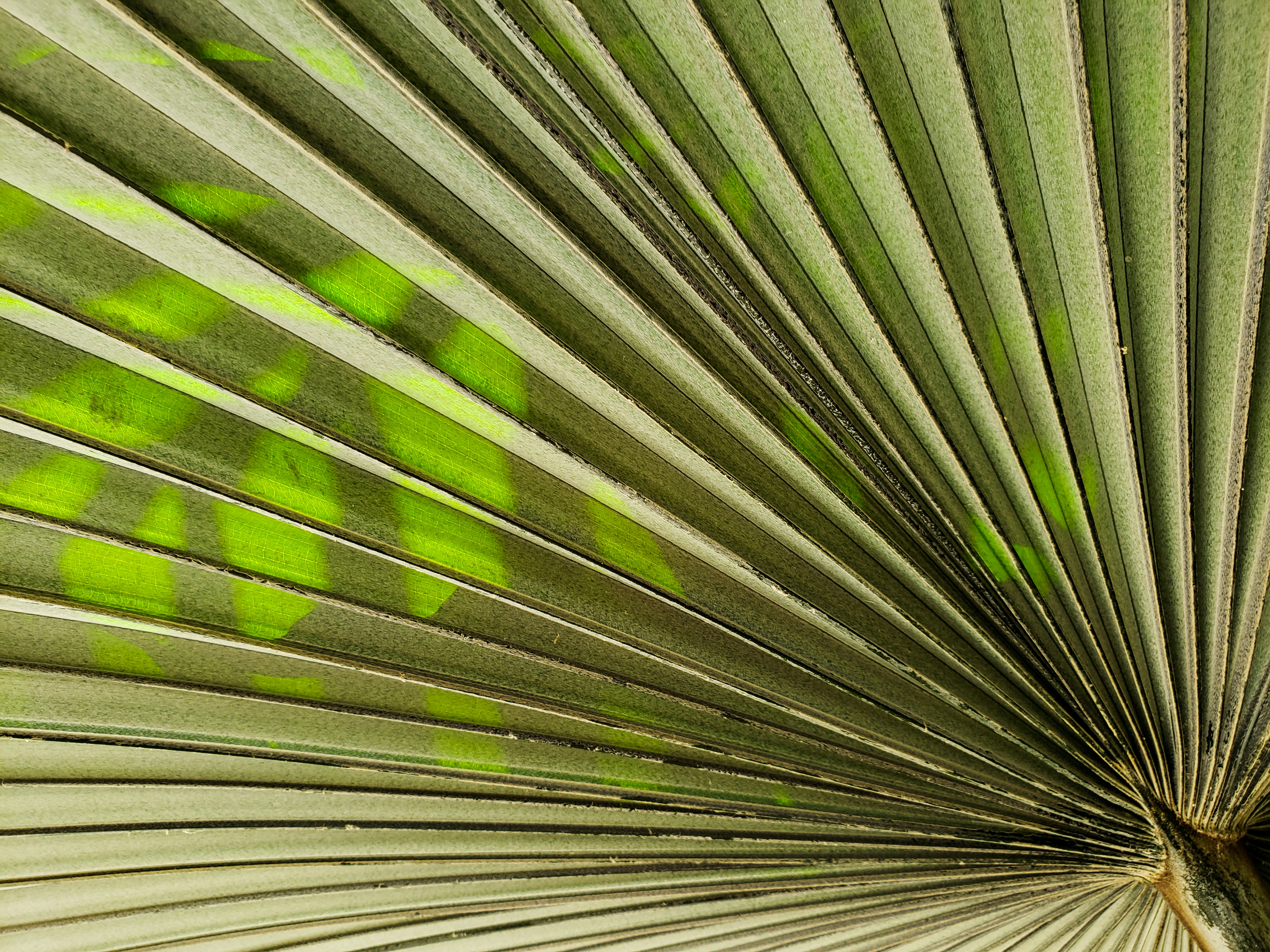Converging Fronds: Neon Palm Macro