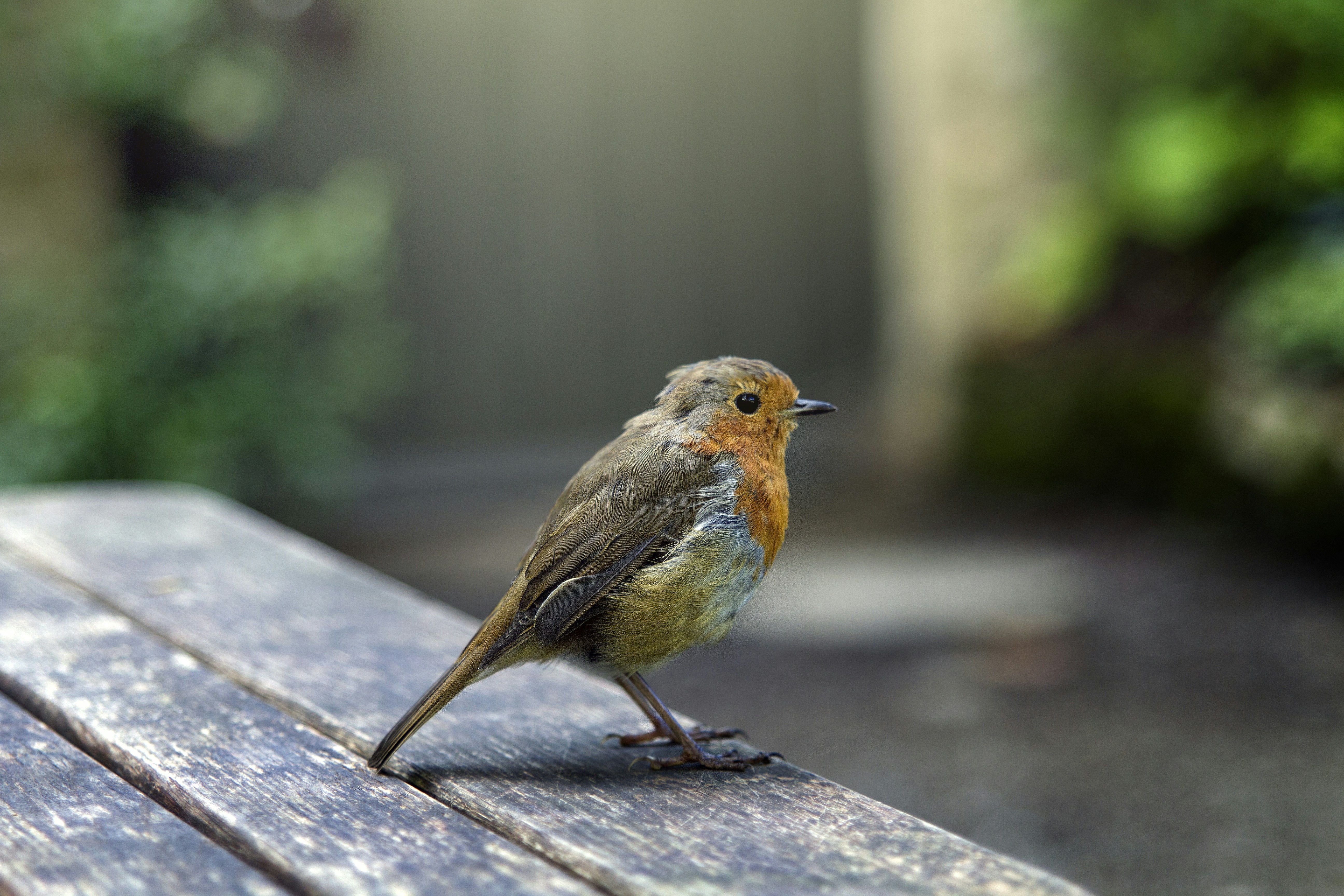 Small Birds | 44 best free small bird, bird, animal and finch photos on ...