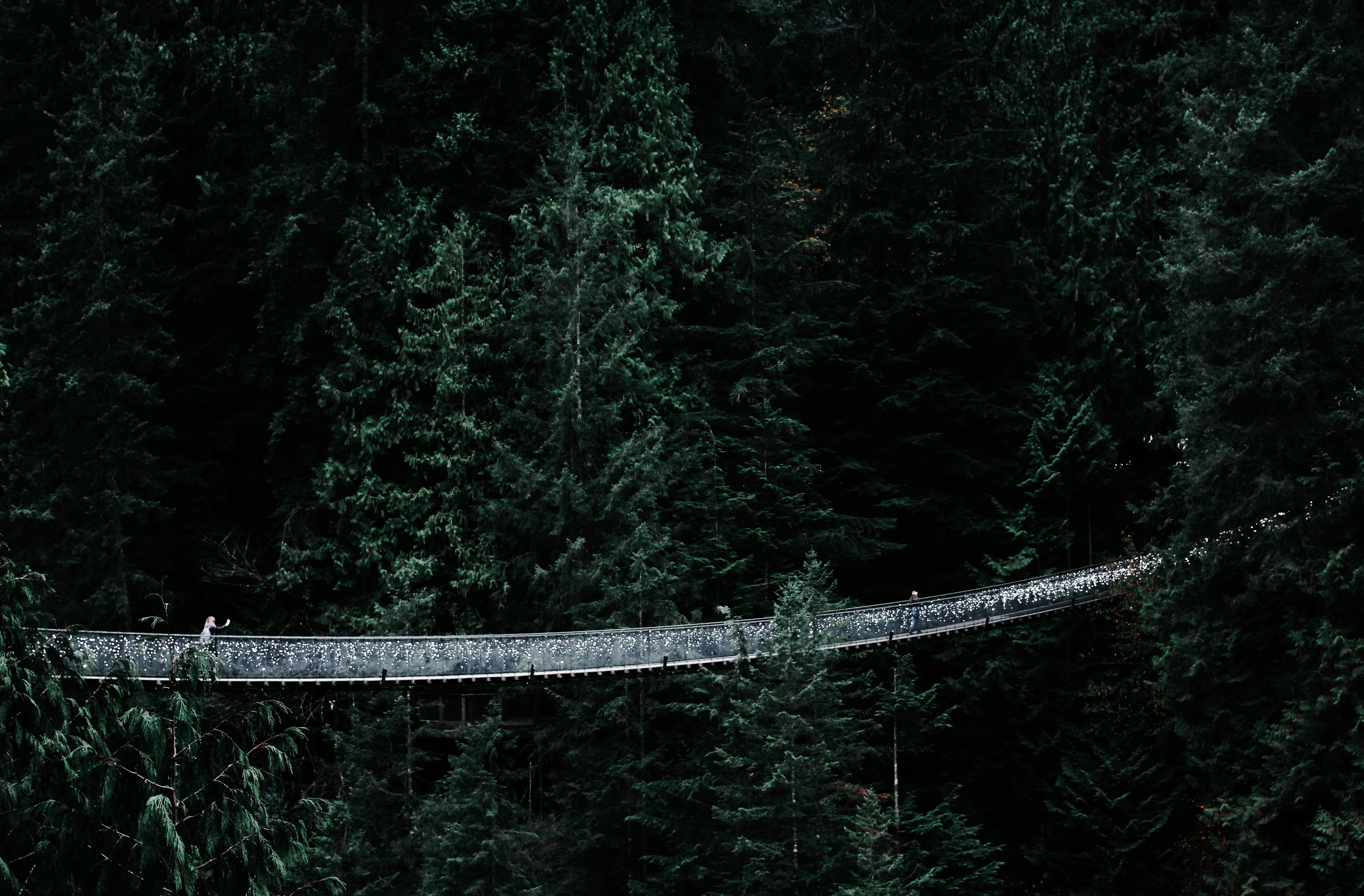 Suspended Serenity: The Forest's Hidden Pathway