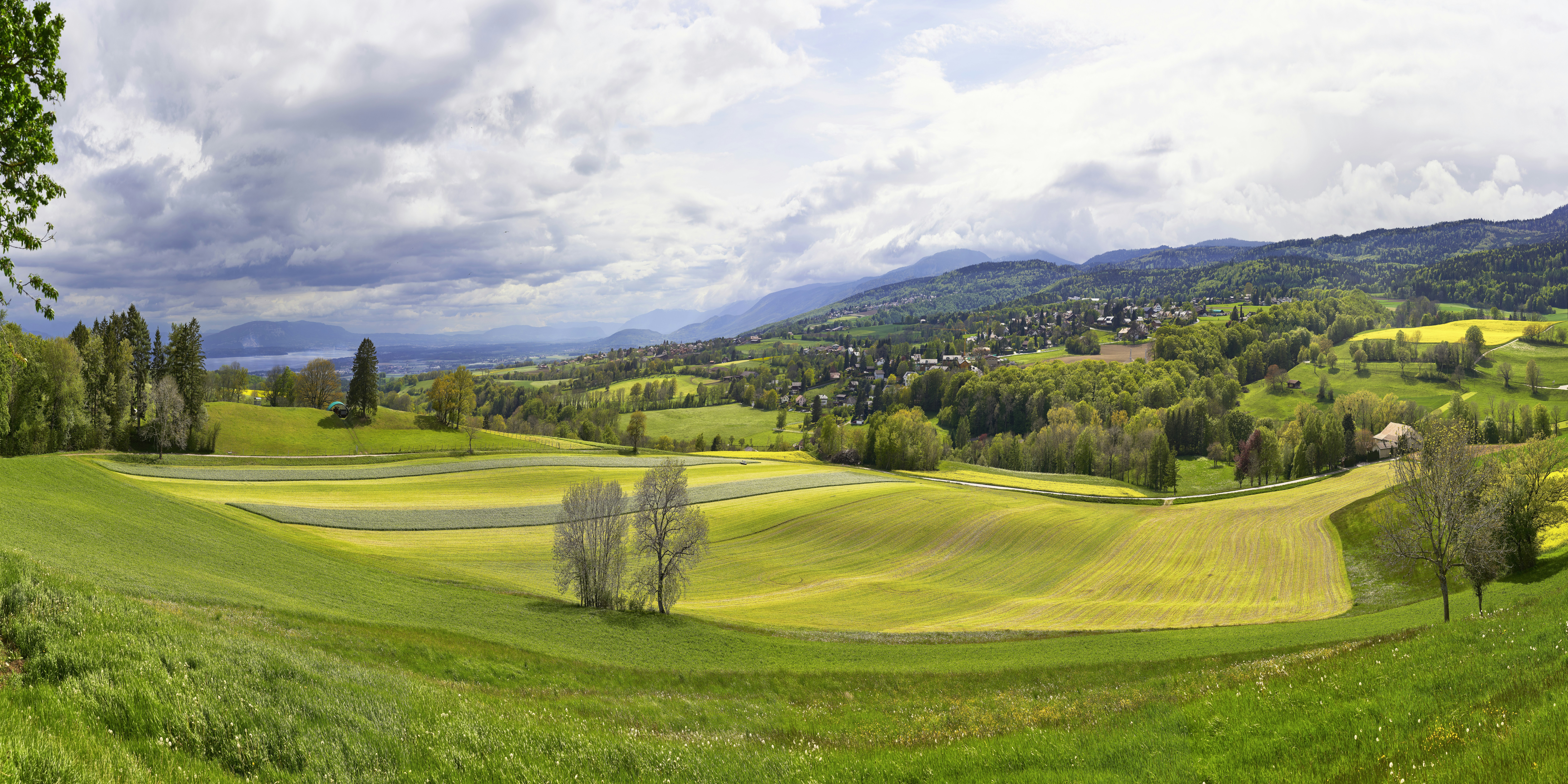 Verdant Tapestry: A Symphony of Green and GoldXavier von Erlach