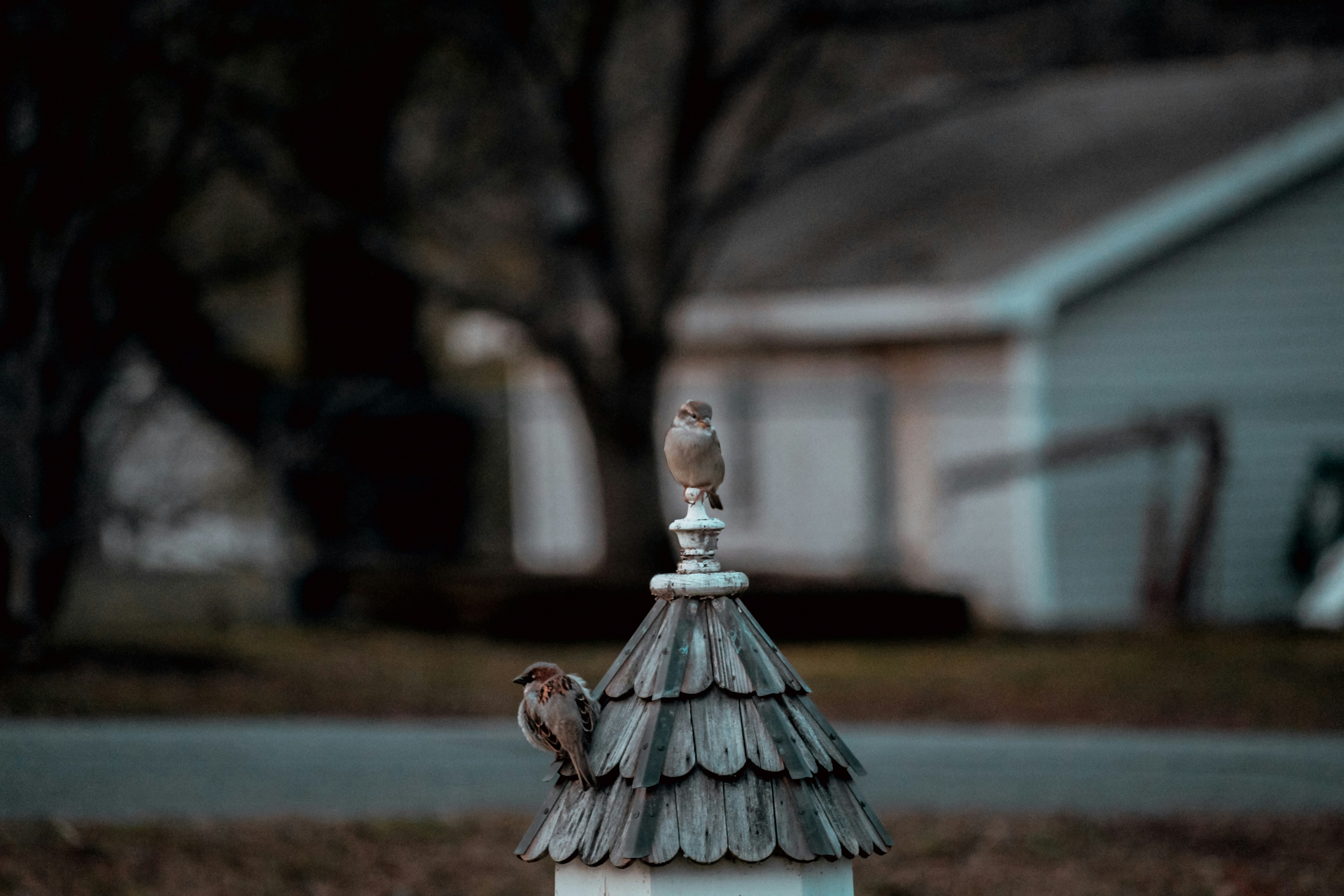 Perched Duo on a Shingled Spire