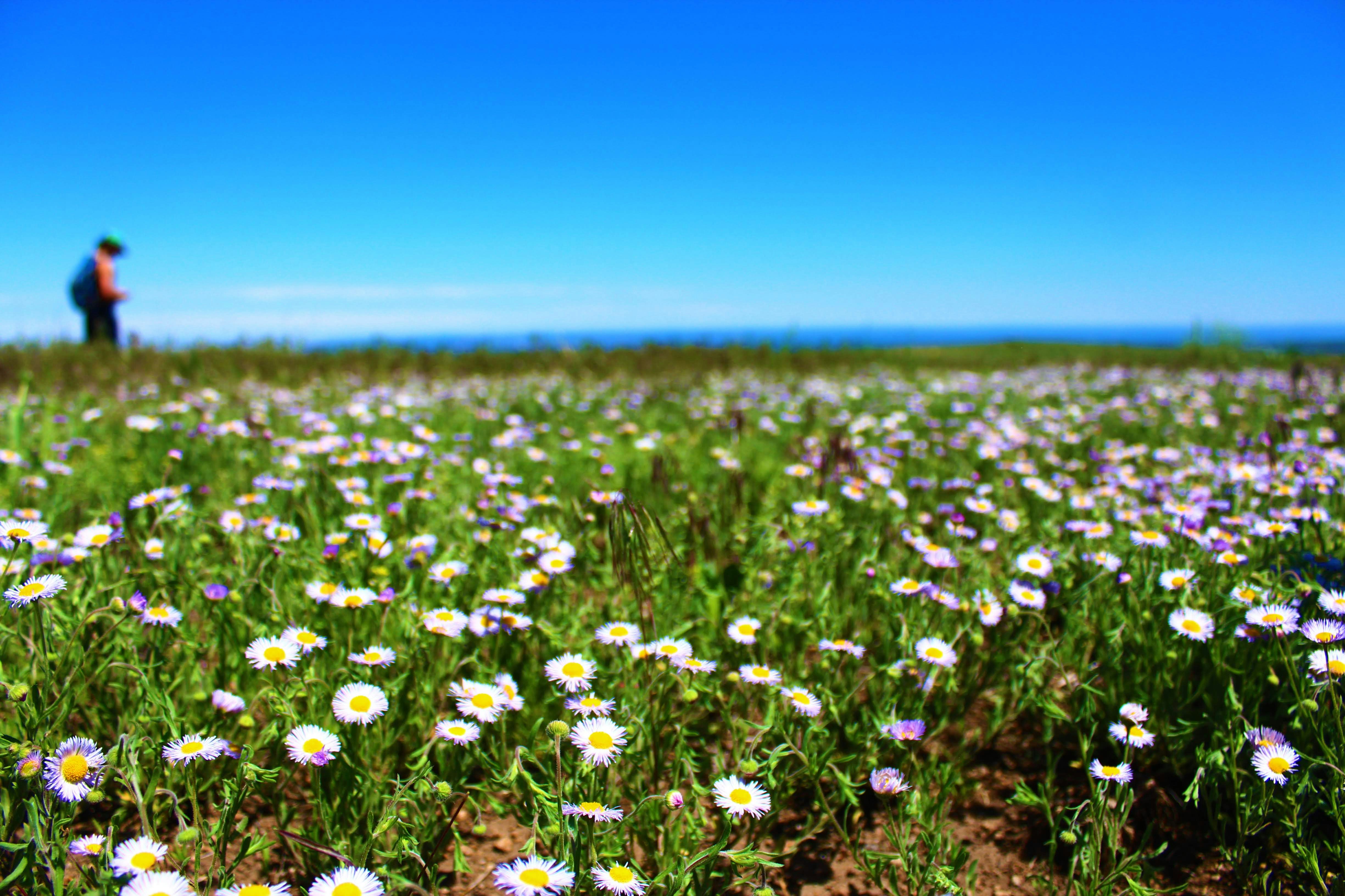 Field of Daisies Under a Spring-Cilled Sky