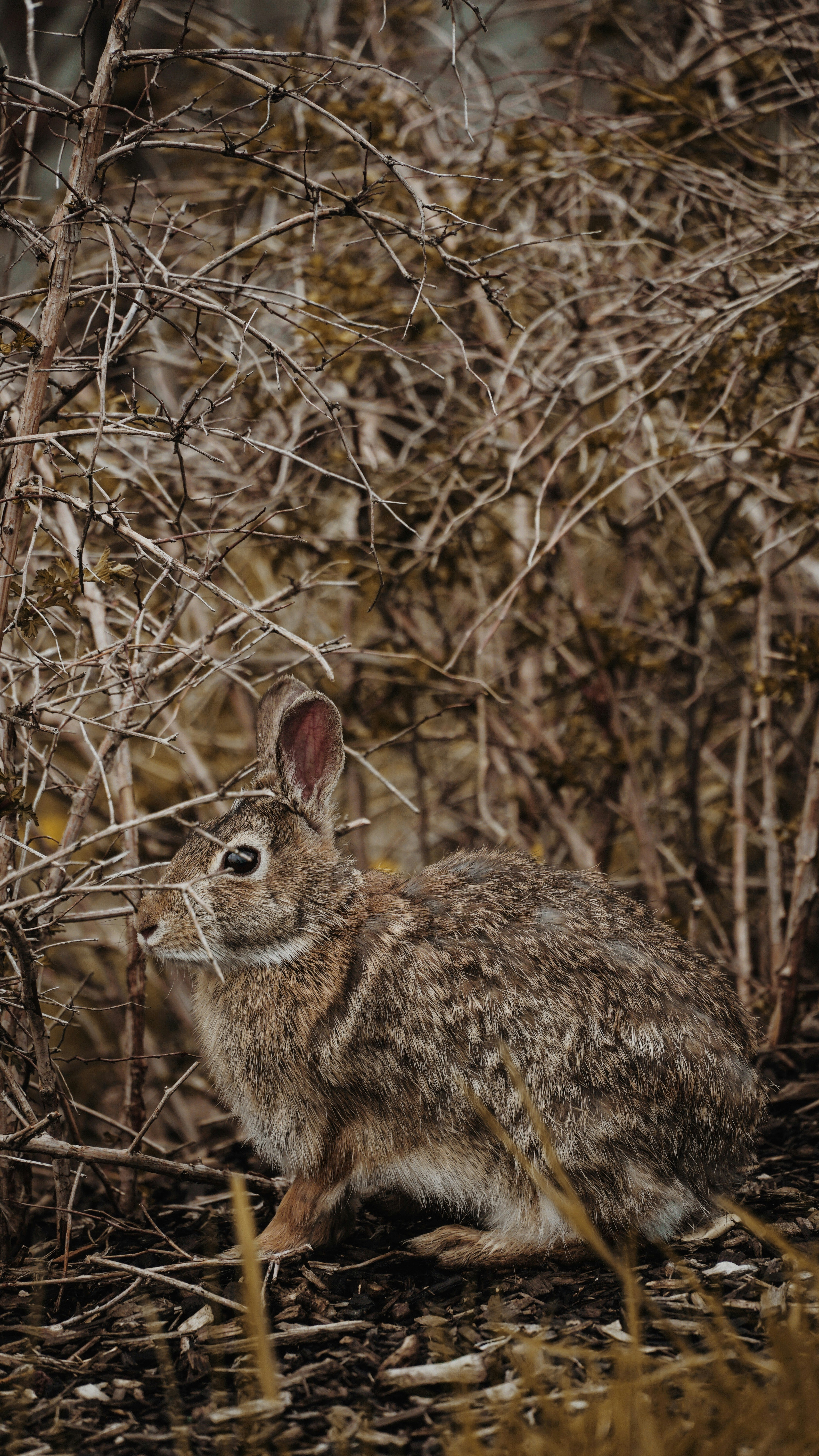 Hidden in the Thicket: A Rabbit's Quiet Vigil
