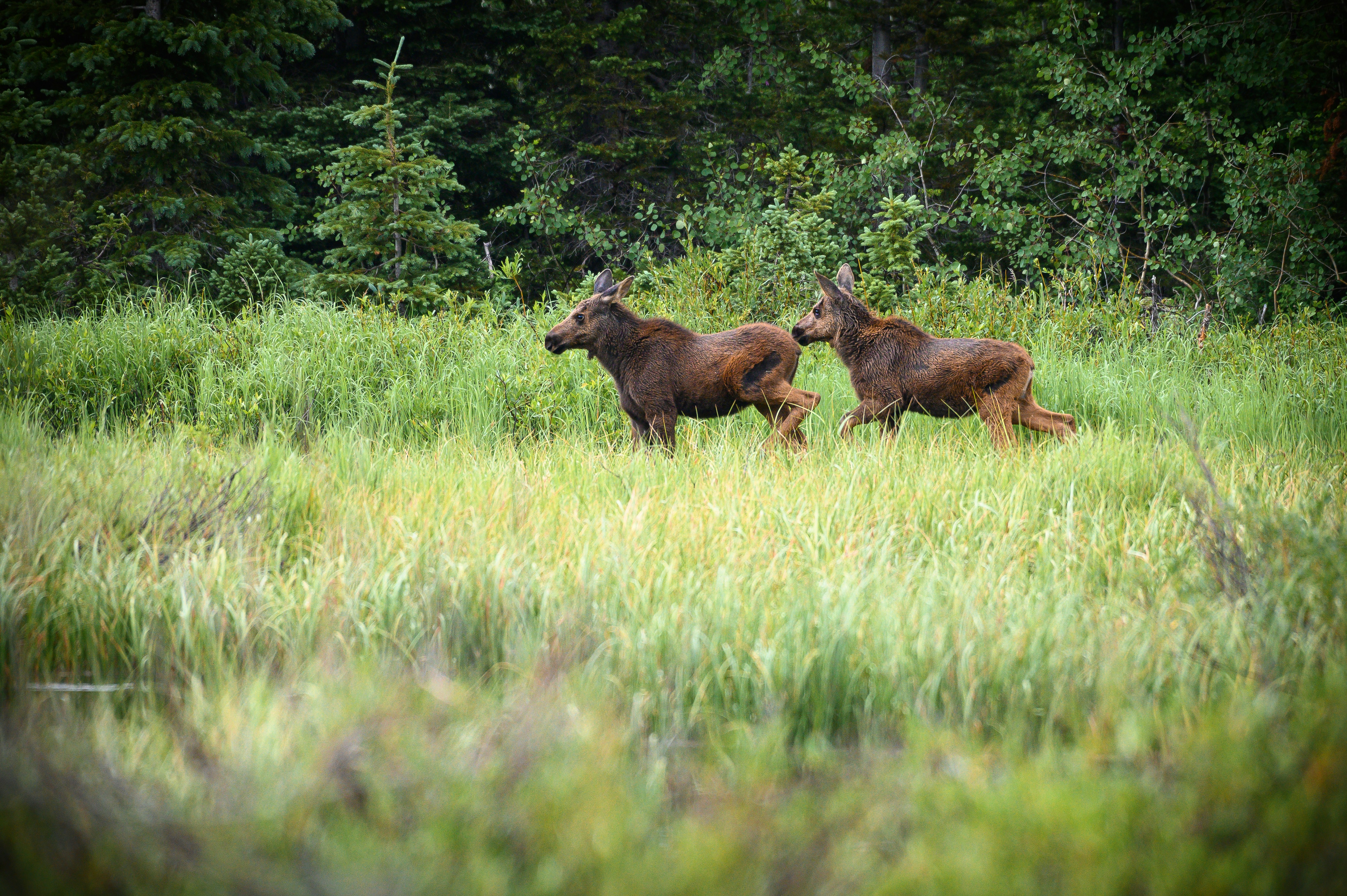 Two juvenile moose walking through lush green grass with dense forest in the background.