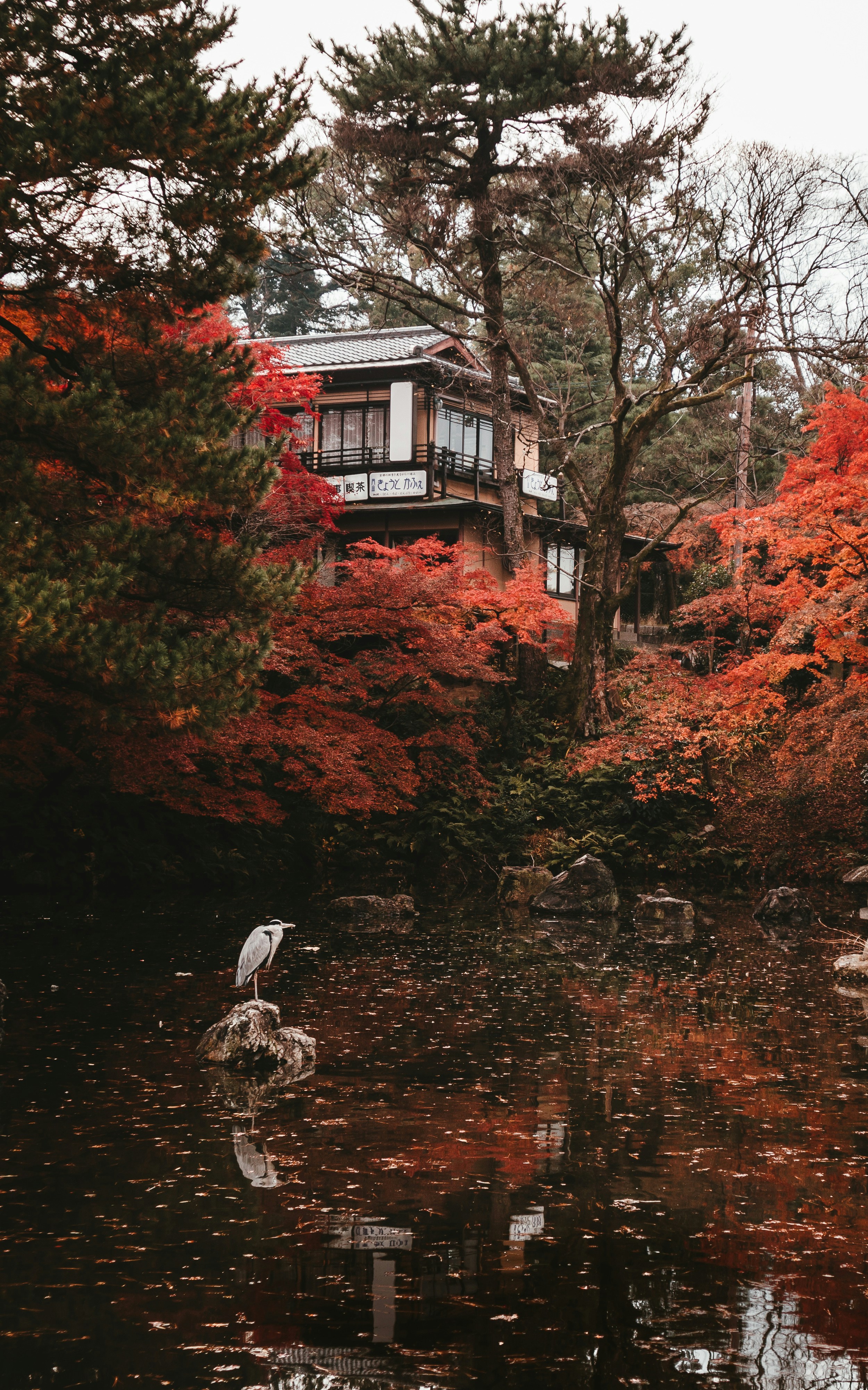 A heron perched on a rock in a tranquil pond surrounded by vibrant autumn foliage and a traditional building in the background.