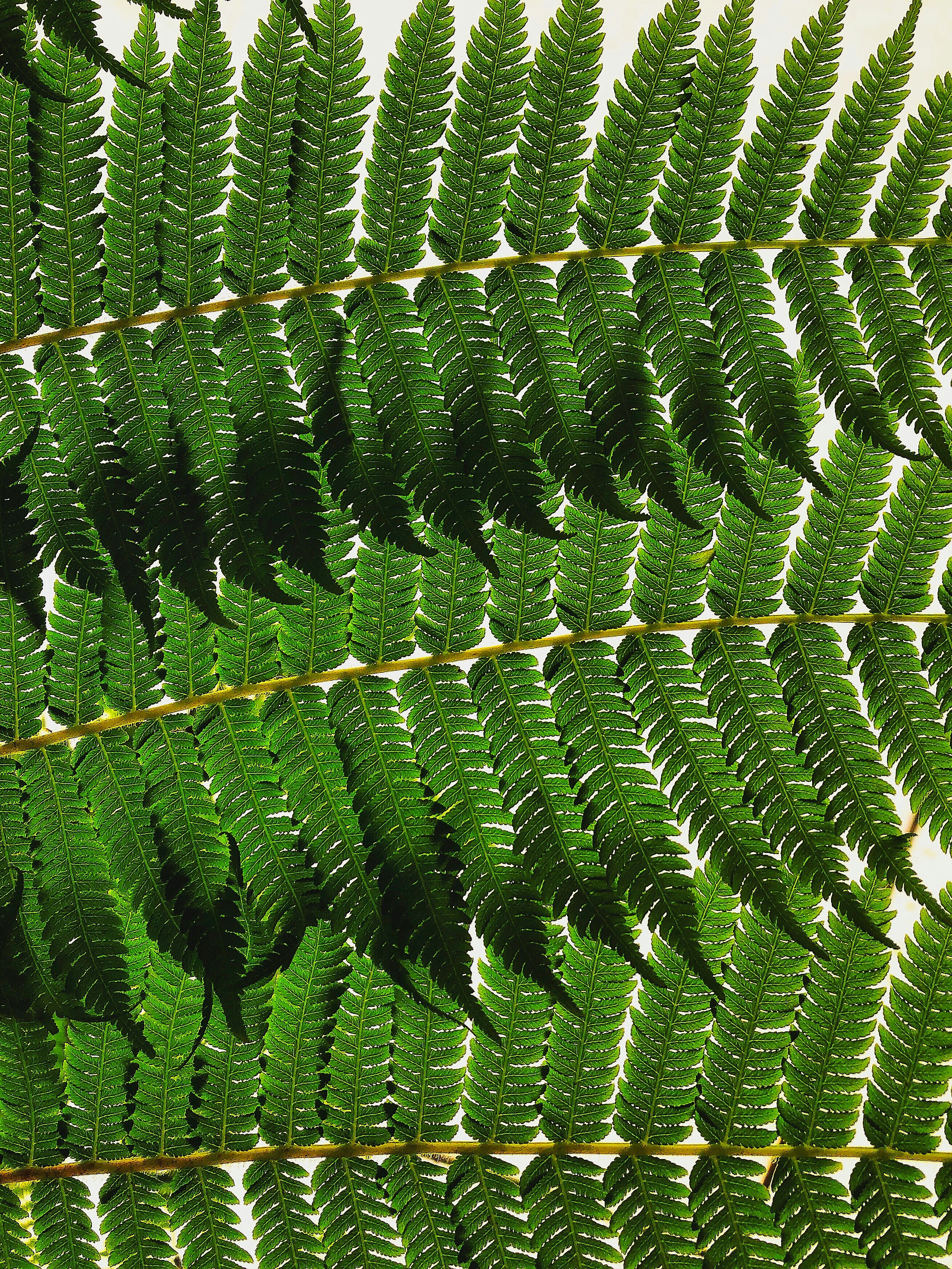 Fern Tessellations: Sunlit Frond Geometry
