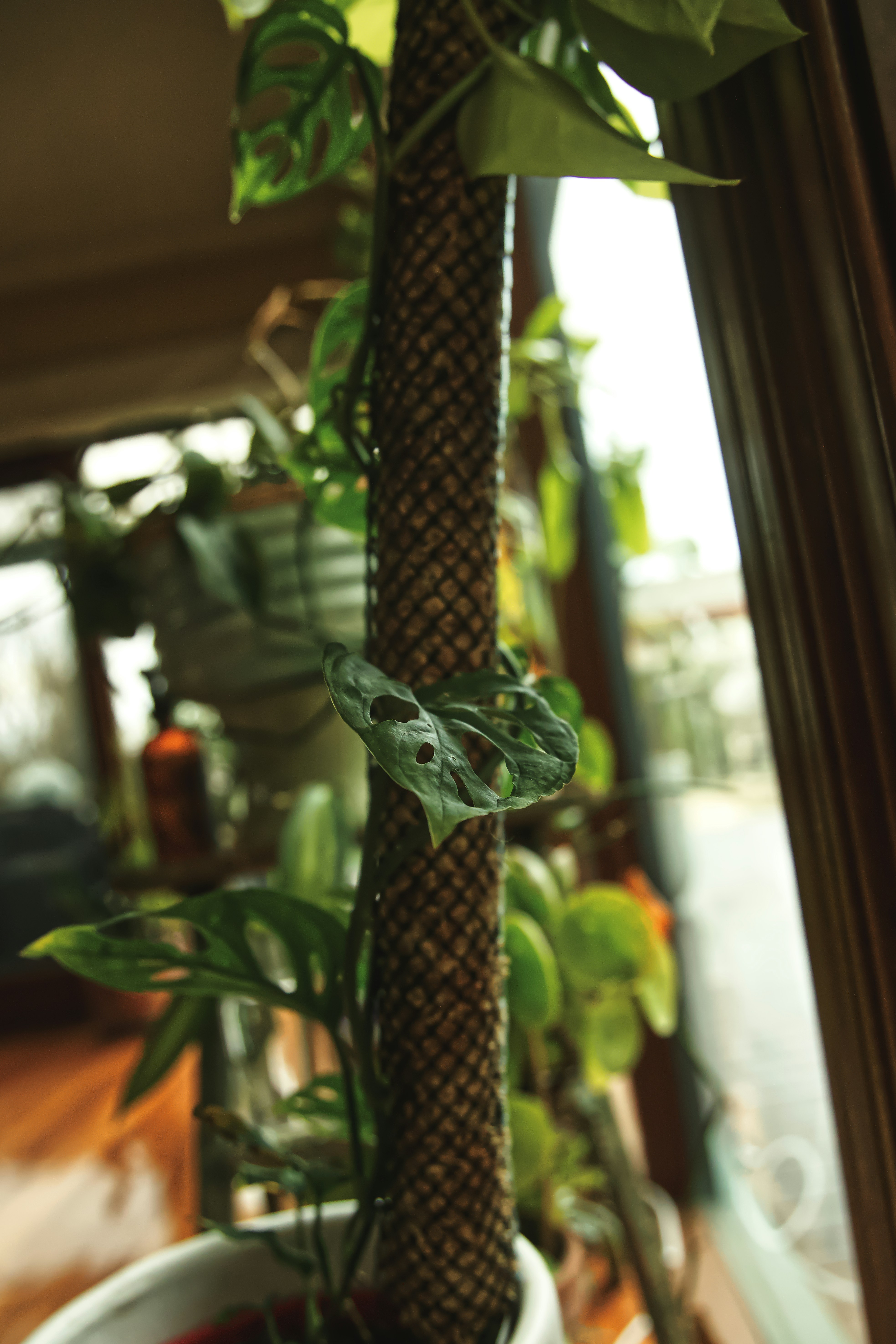 Lush green leaves intertwining with a textured support structure, showcasing the beauty of indoor plant life. Natural light filters through, enhancing the vibrant hues.