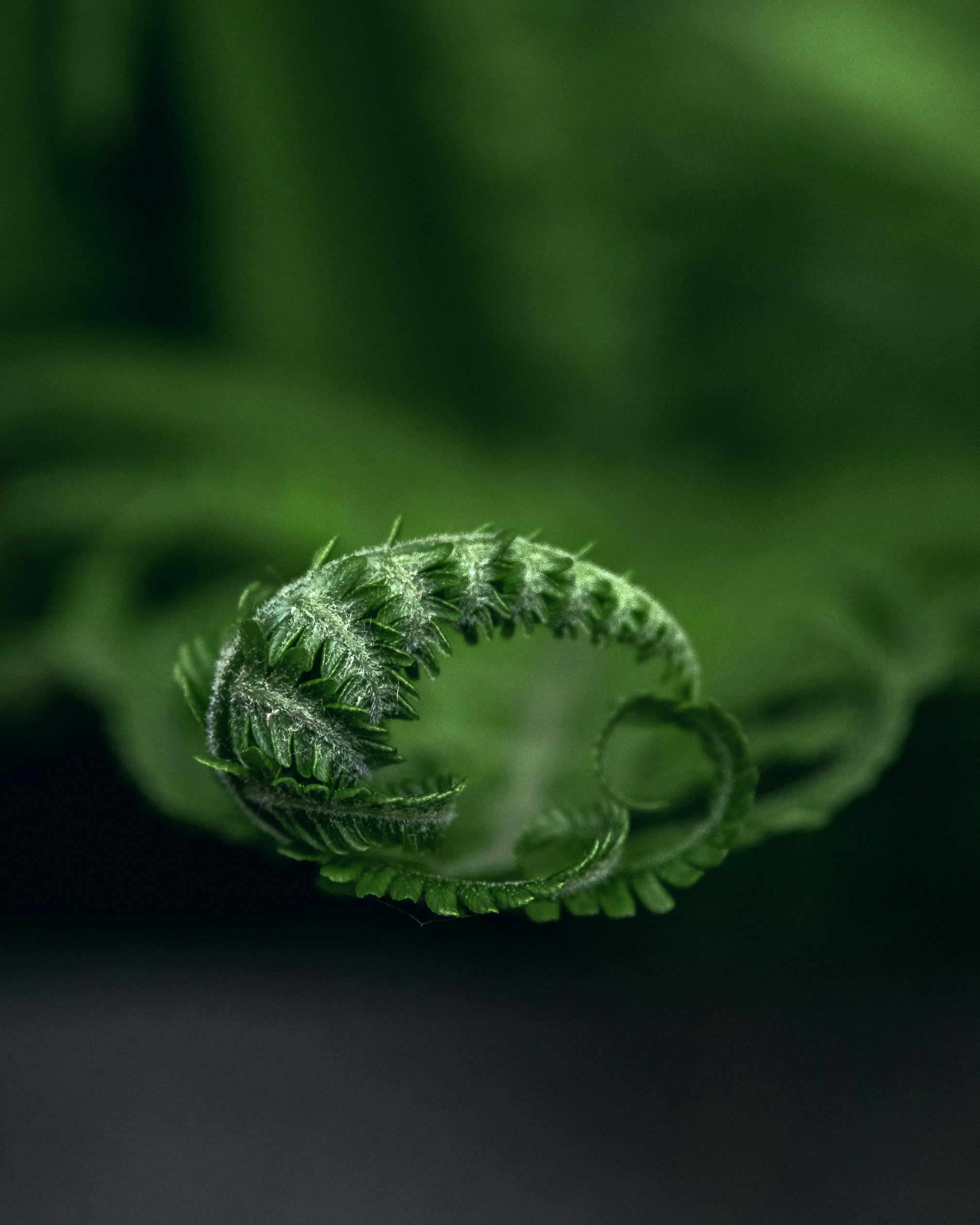 fern
