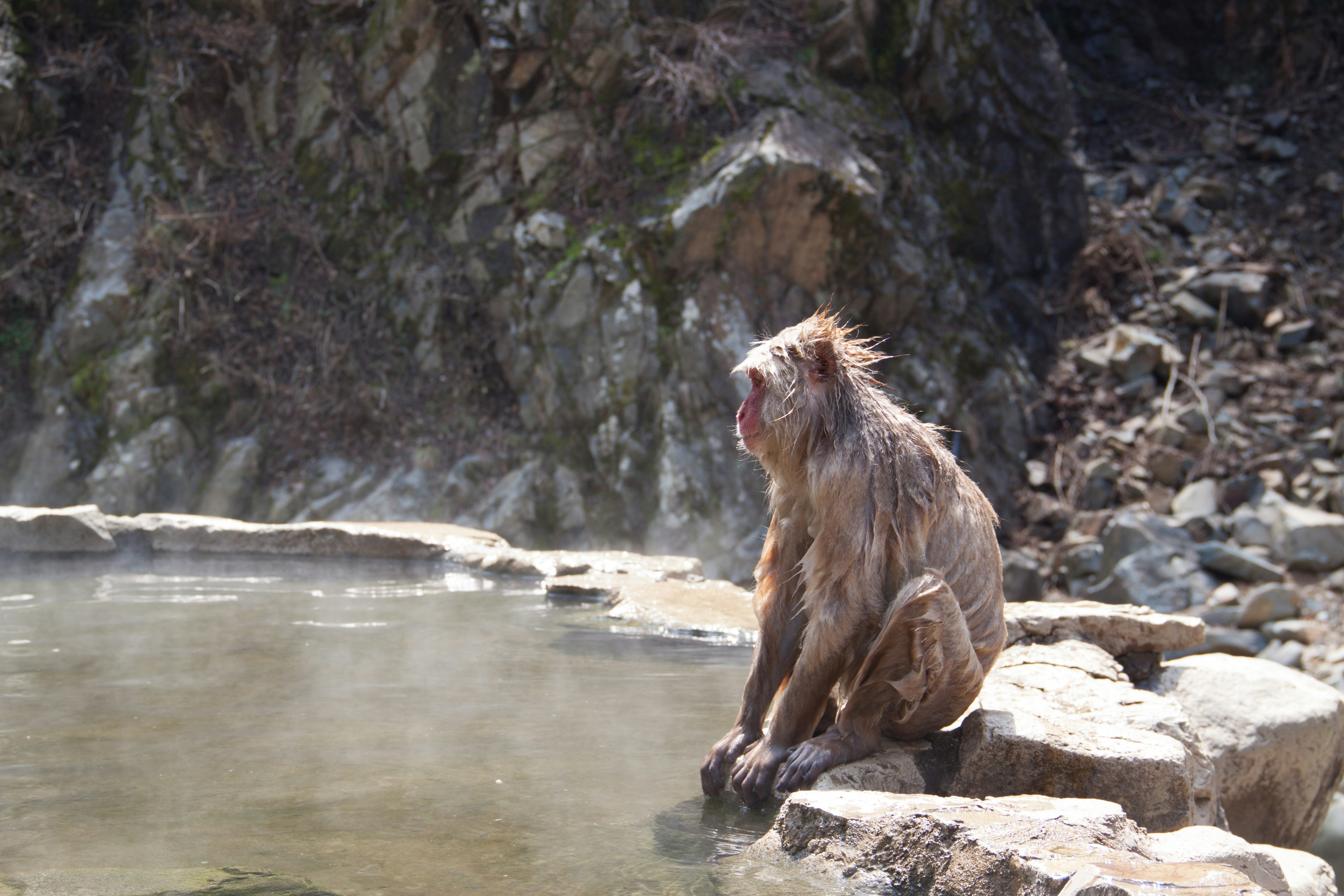 Sun-Warmed Sentinel: a macaque perched on riverbank stones
