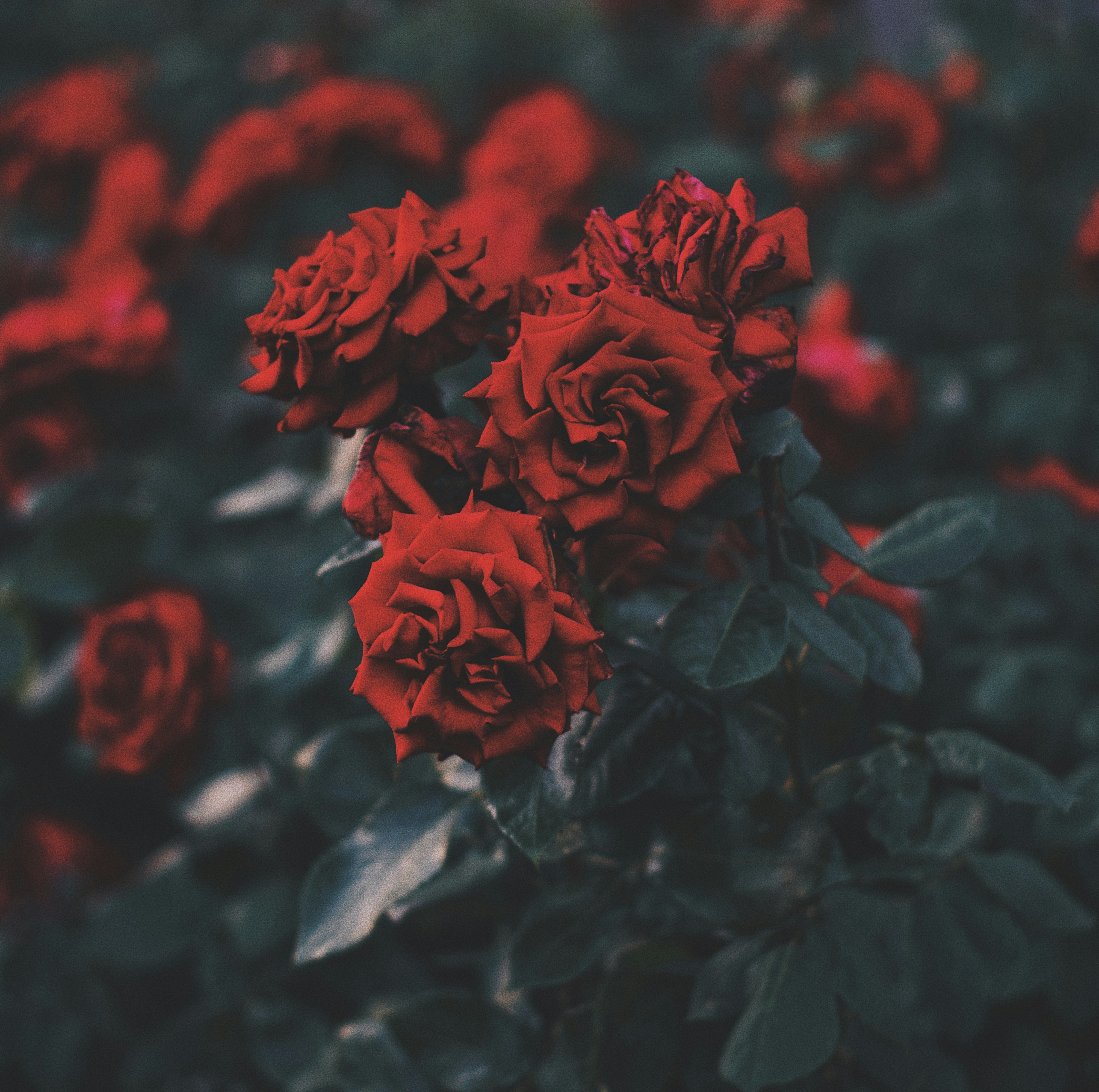 Tumblr Red Roses Wallpaper