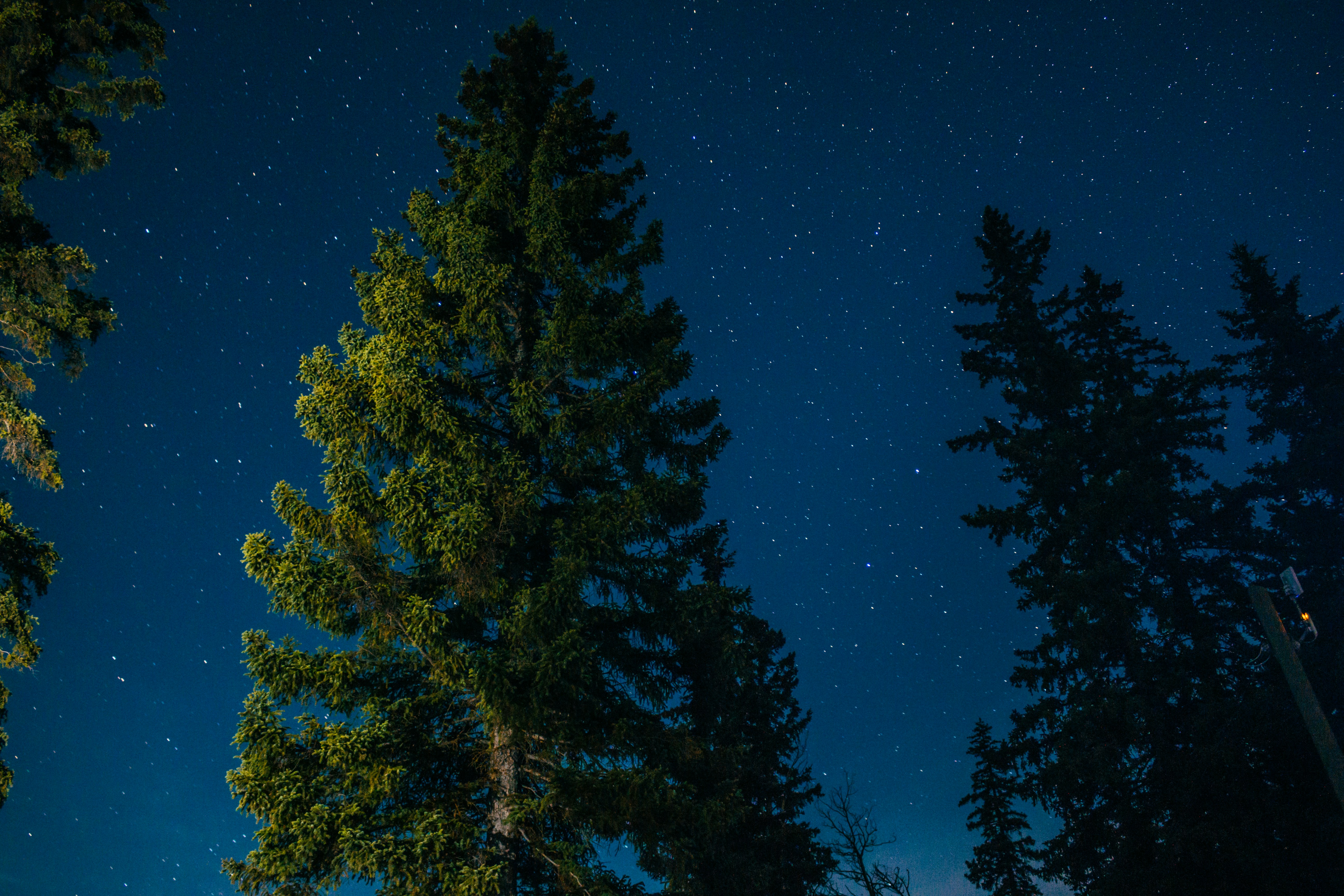 Tall evergreen trees silhouetted against a starry night sky, creating a serene and tranquil atmosphere.