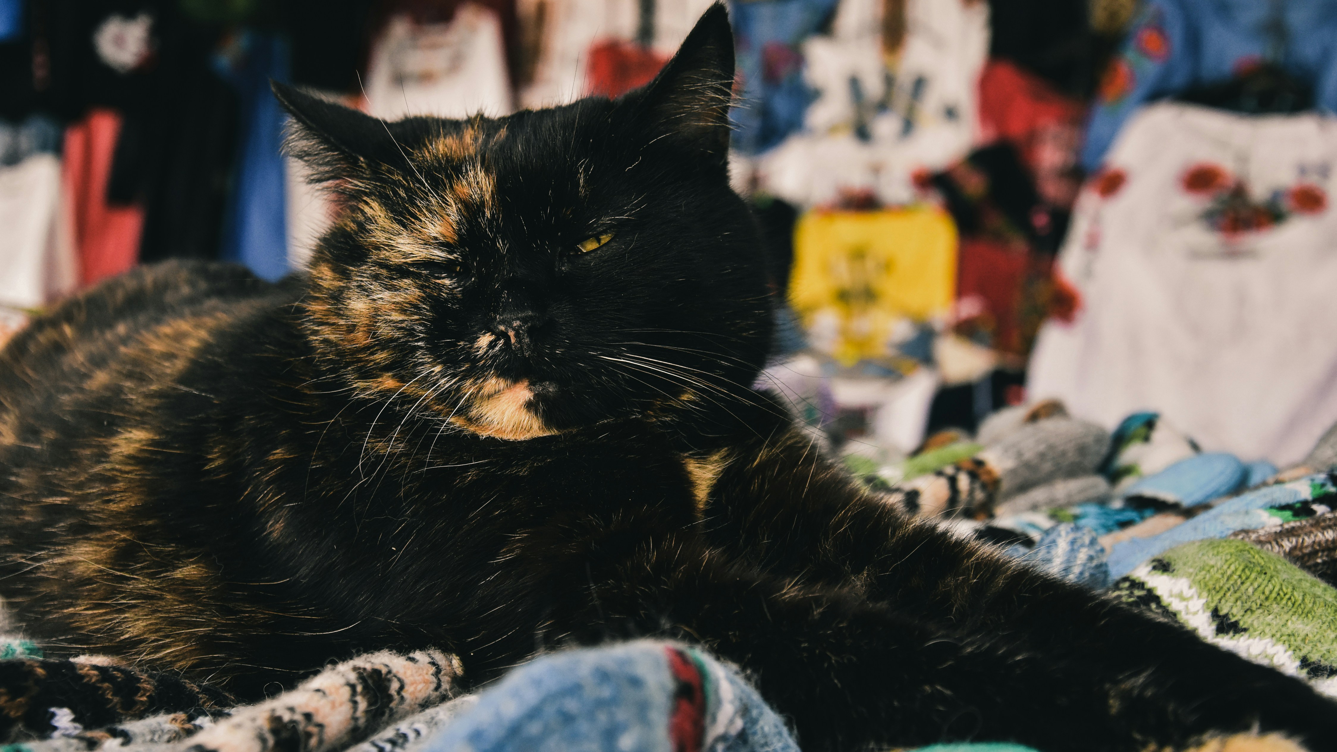 Patchwork Reverie: A Tortoiseshell Cat Dozing Amid Colorful Garments