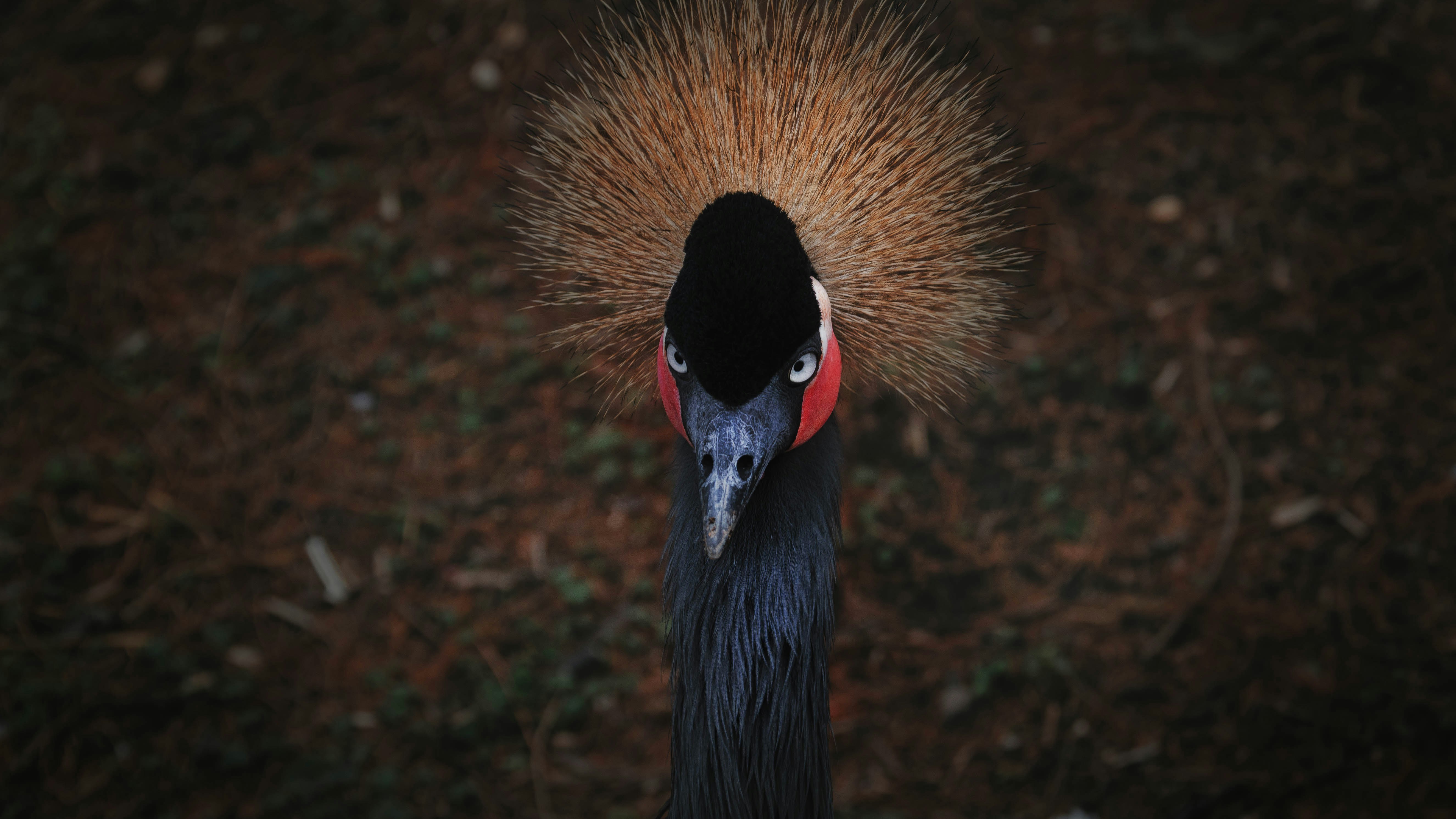 Kiwi Bird Pictures | Download Free Images on Unsplash