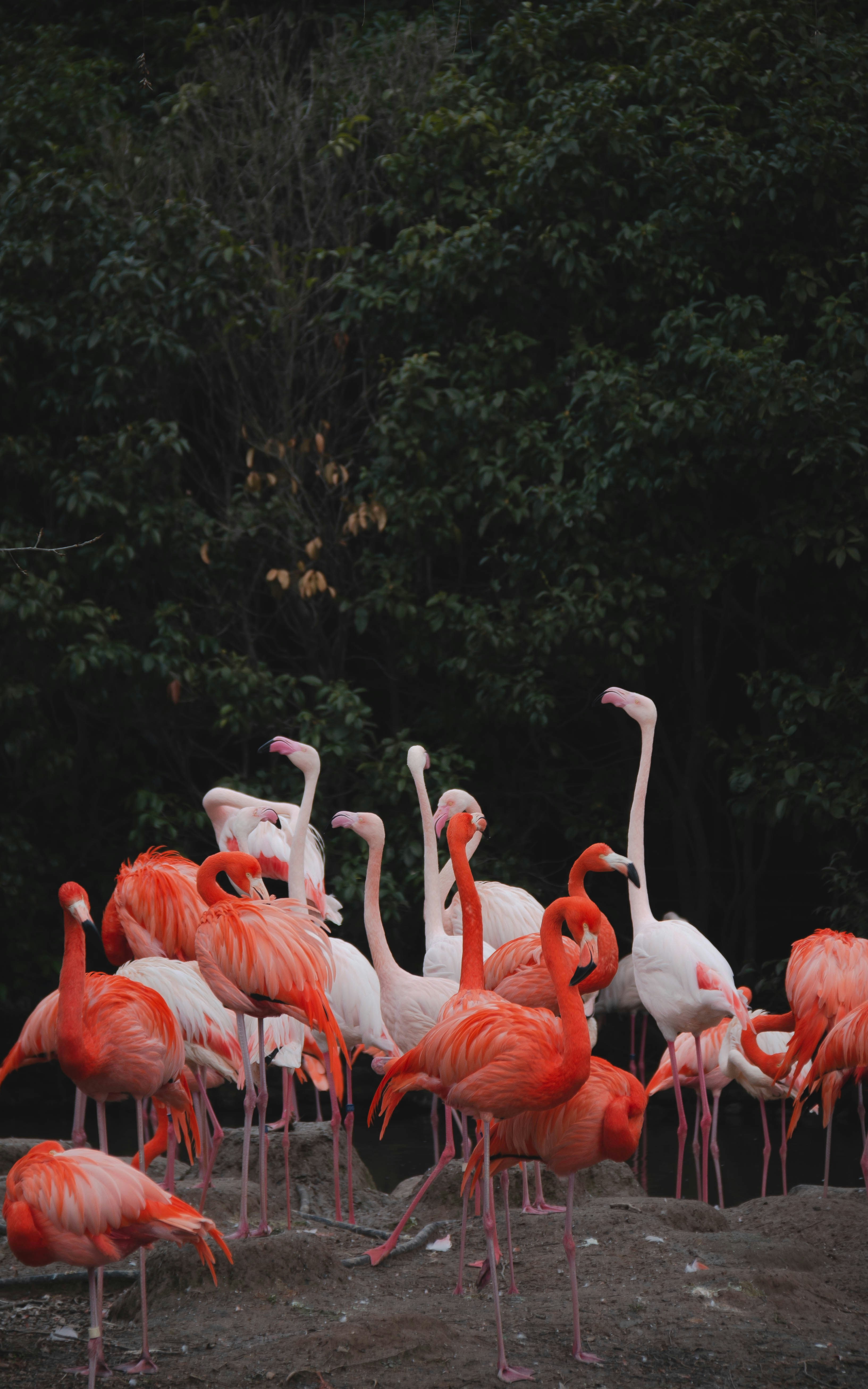 A vibrant flock of flamingos stands elegantly along the shore, showcasing a spectrum of pink hues against a dark green backdrop.