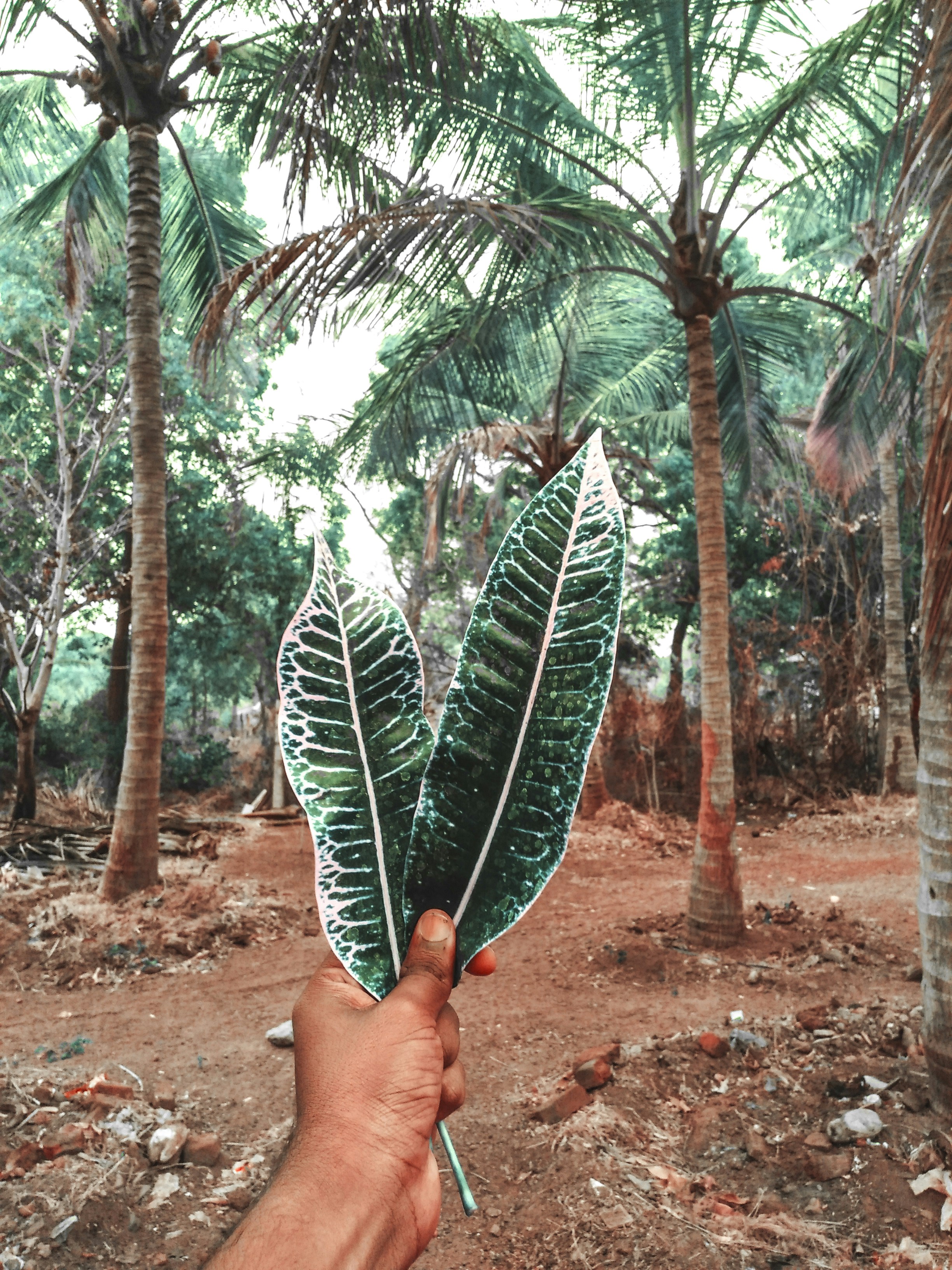 Hand-Held Jungle Leaves: A Portrait in Green and Mud