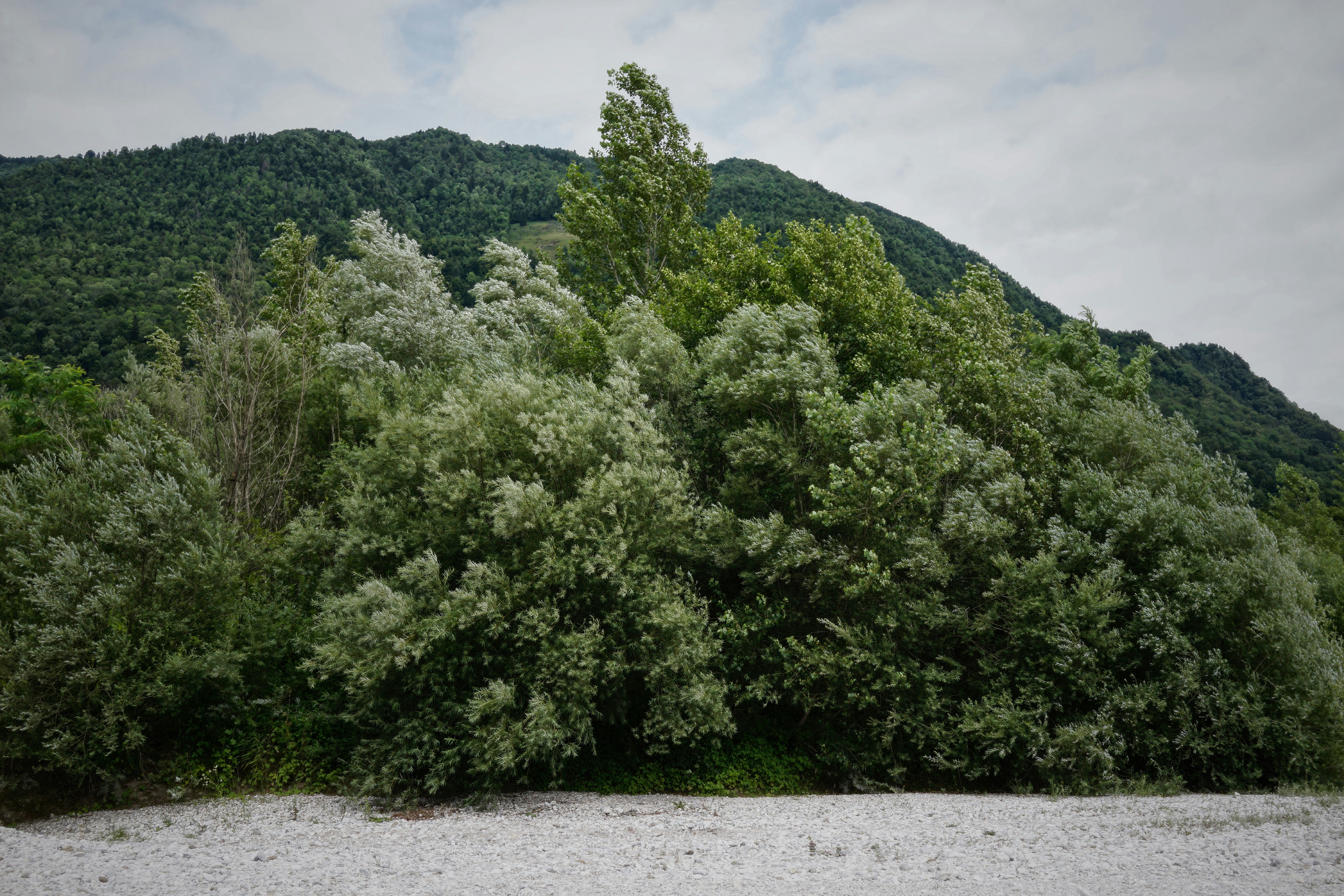 Bush Pictures [HD] | Download Free Images on Unsplash