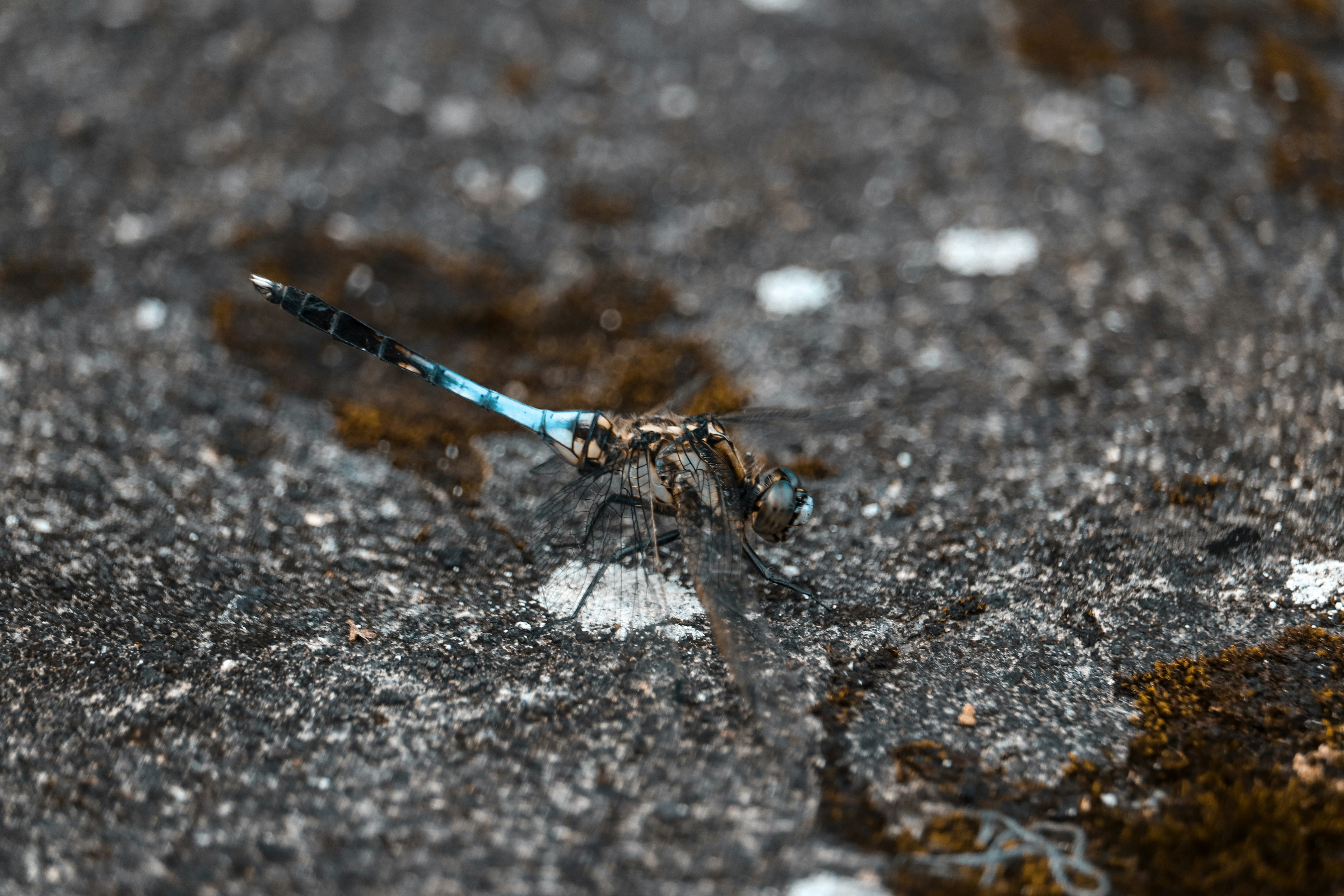 Azure Dragonfly Resting on Frost-Speckled Gravel
