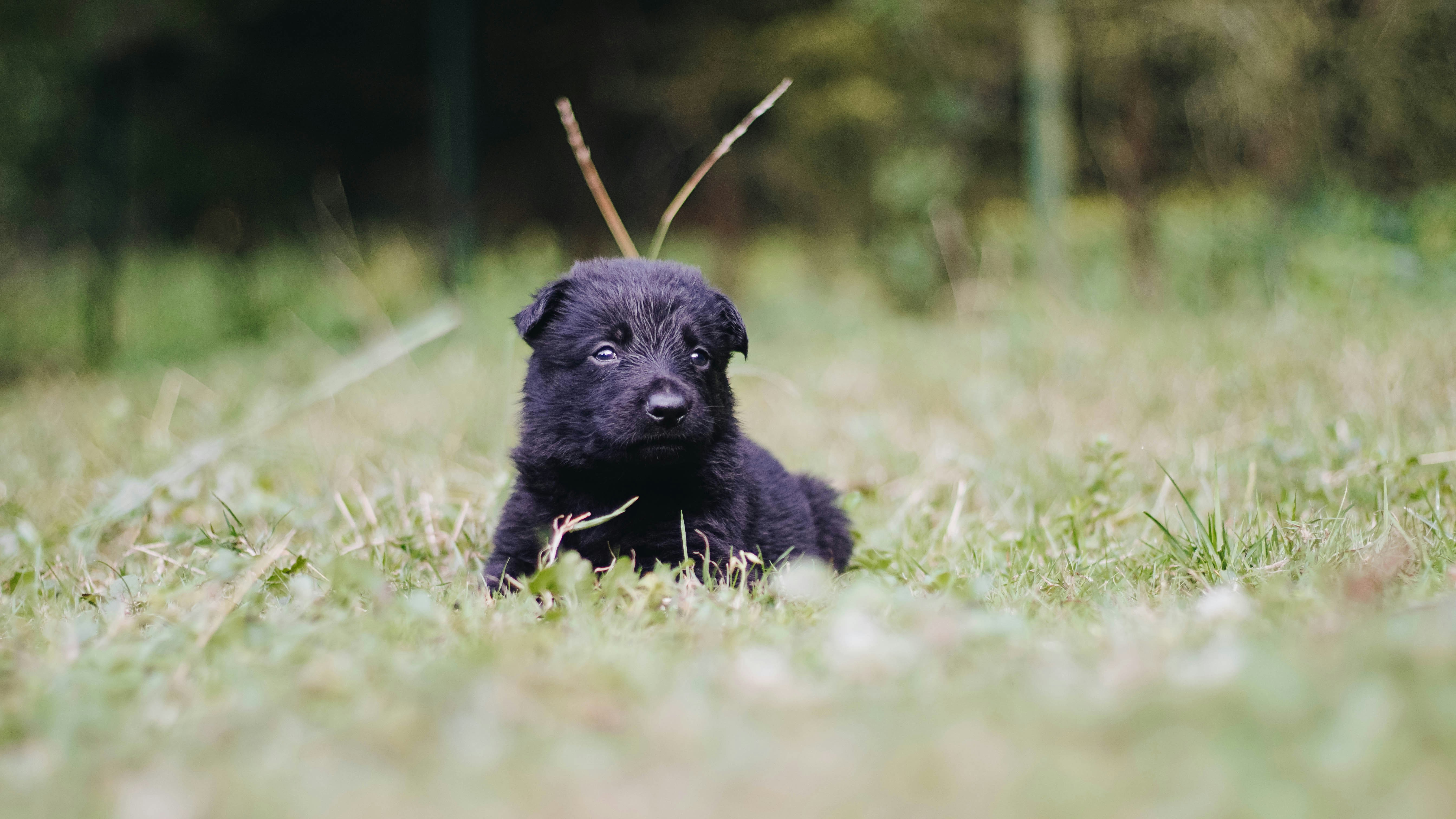 Black Pup in Sunlit Grass: A Moment of Curious Stillness