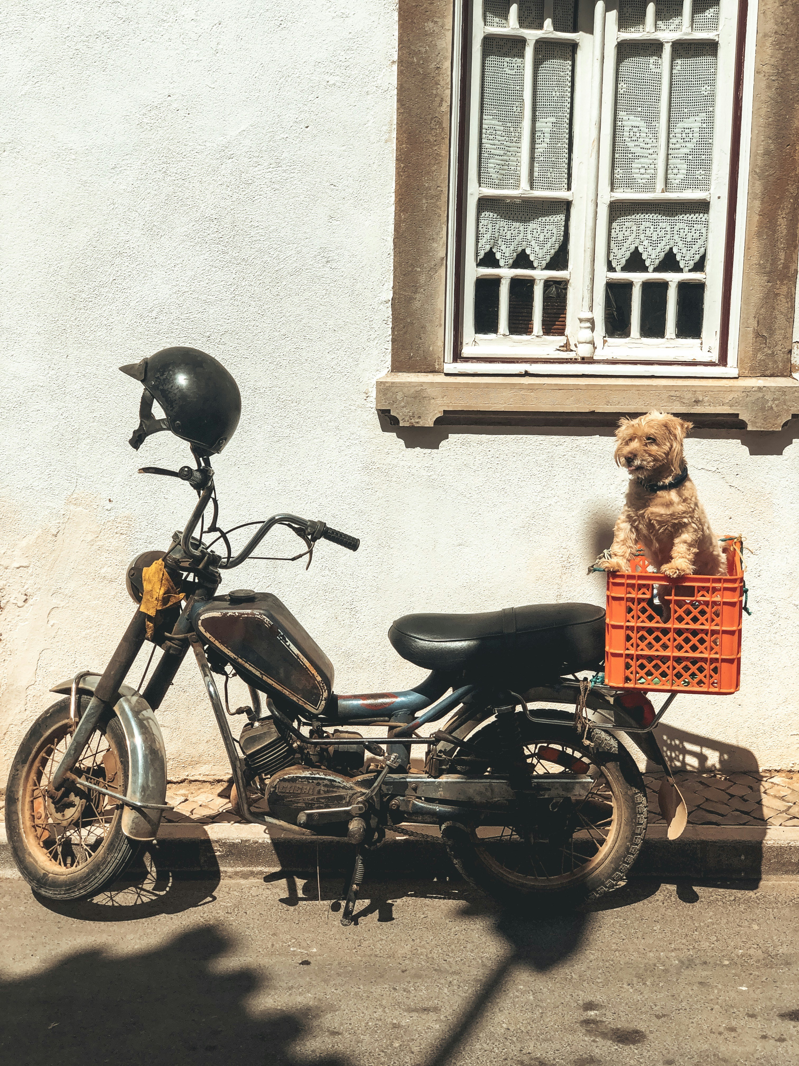 long-coated tan dog on crate