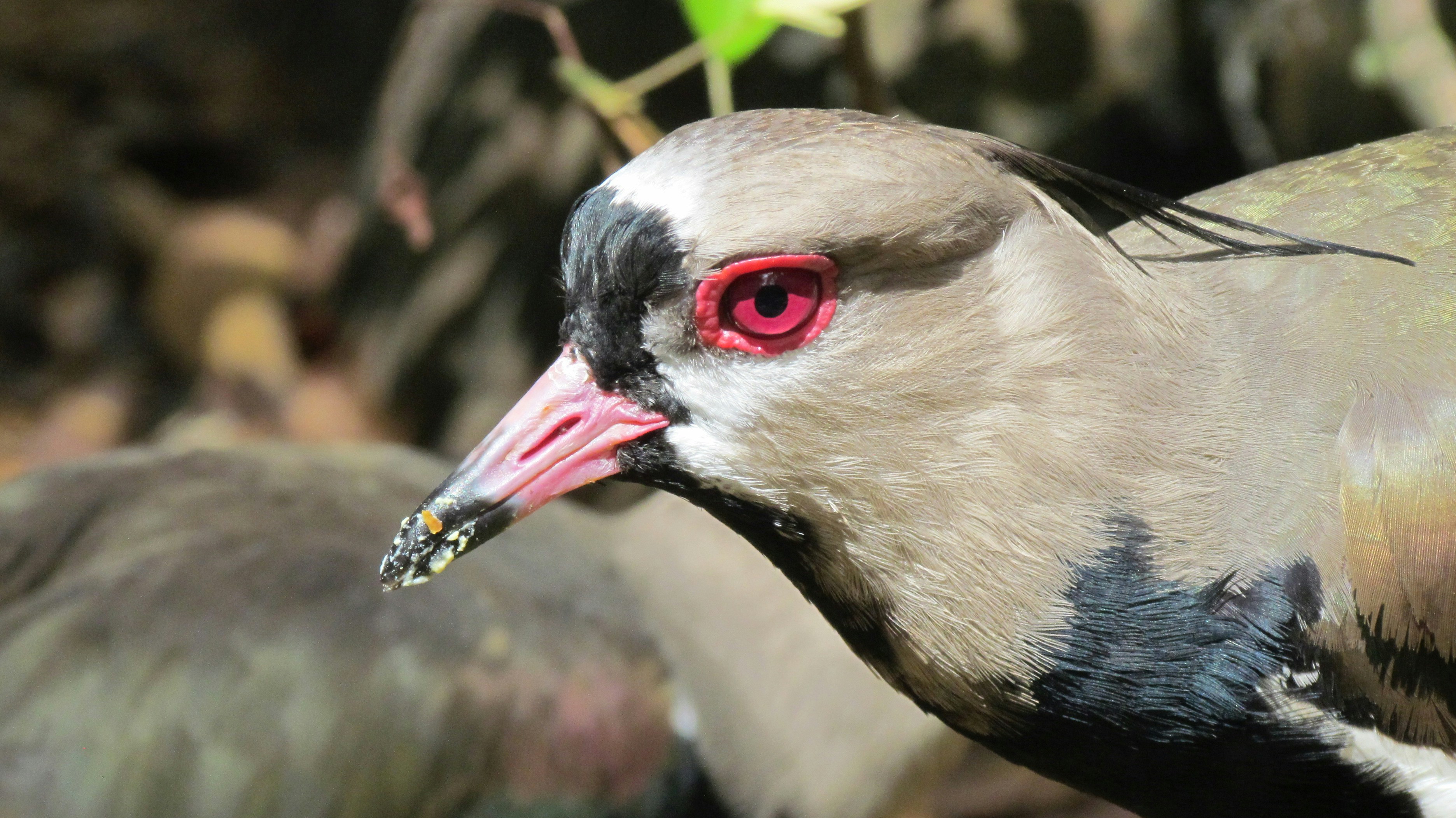 Close-up photograph of a bird's head in profile, highlighting its red eye ring and pink bill against a softly blurred natural background. The image emphasizes distinctive facial markings.