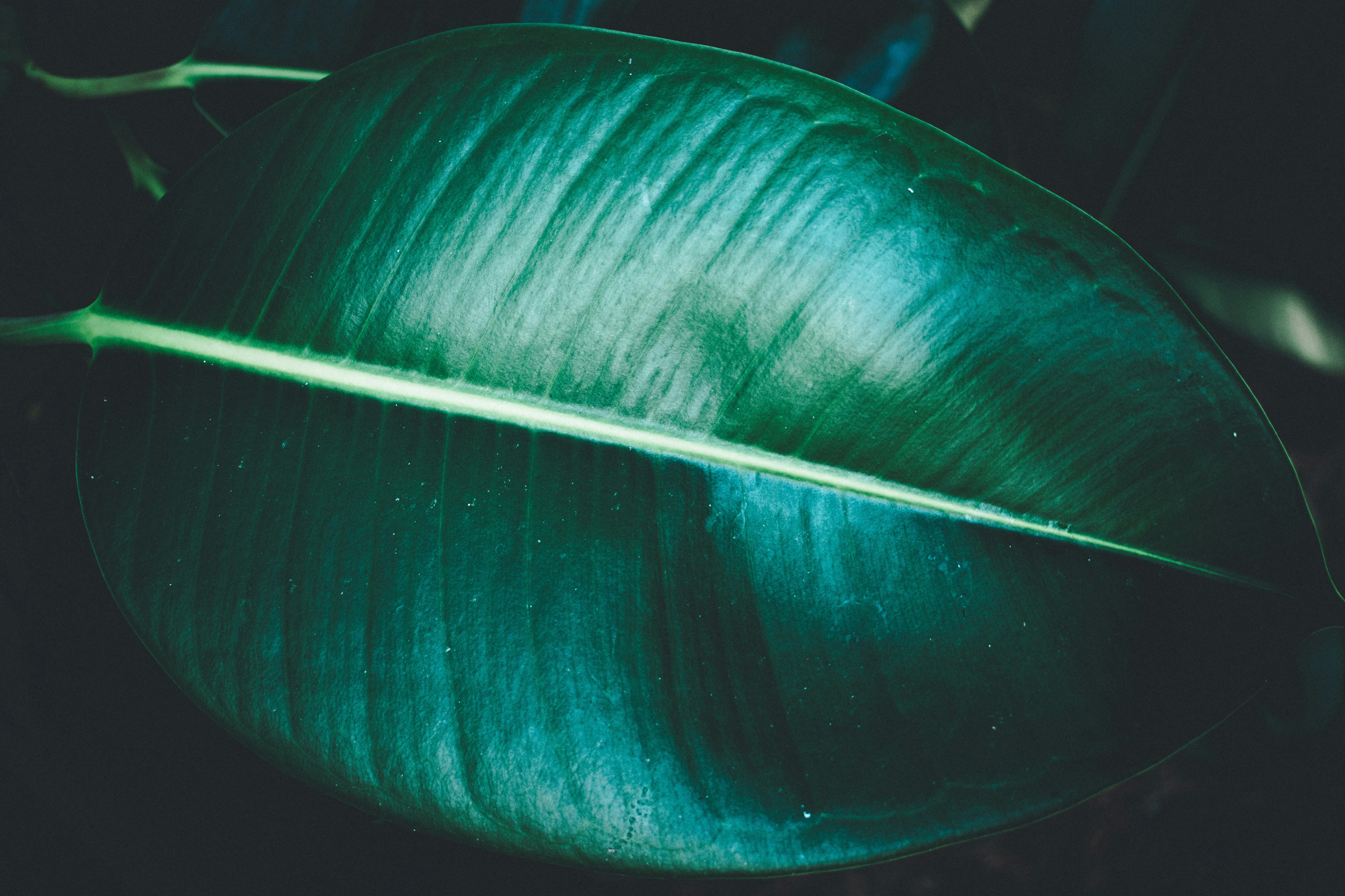 Green leaf close-up photography photo – Free Plant Image on Unsplash