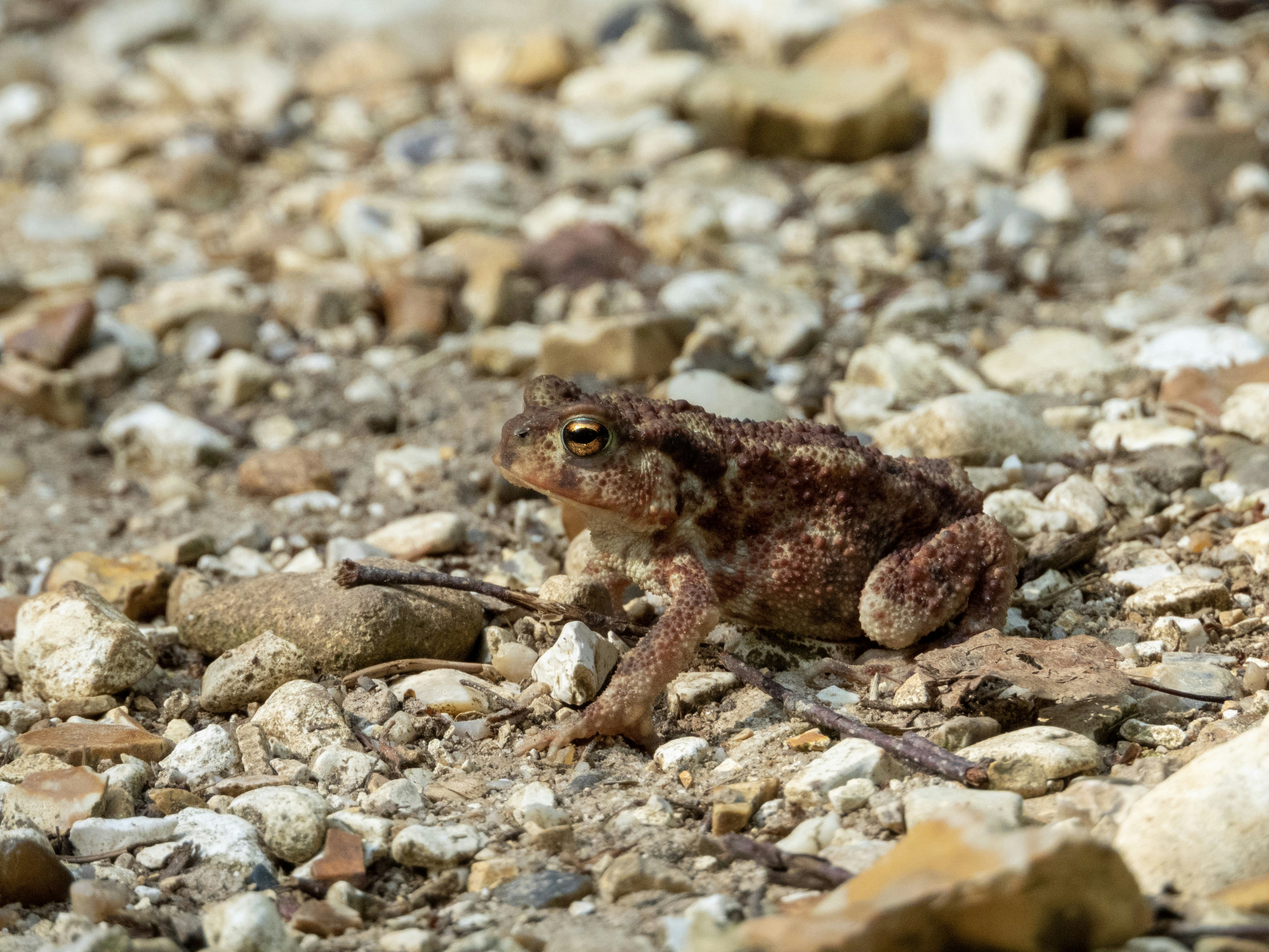 Close-up of a mottled brown toad perched on gravel, showcasing detailed skin texture and natural camouflage.