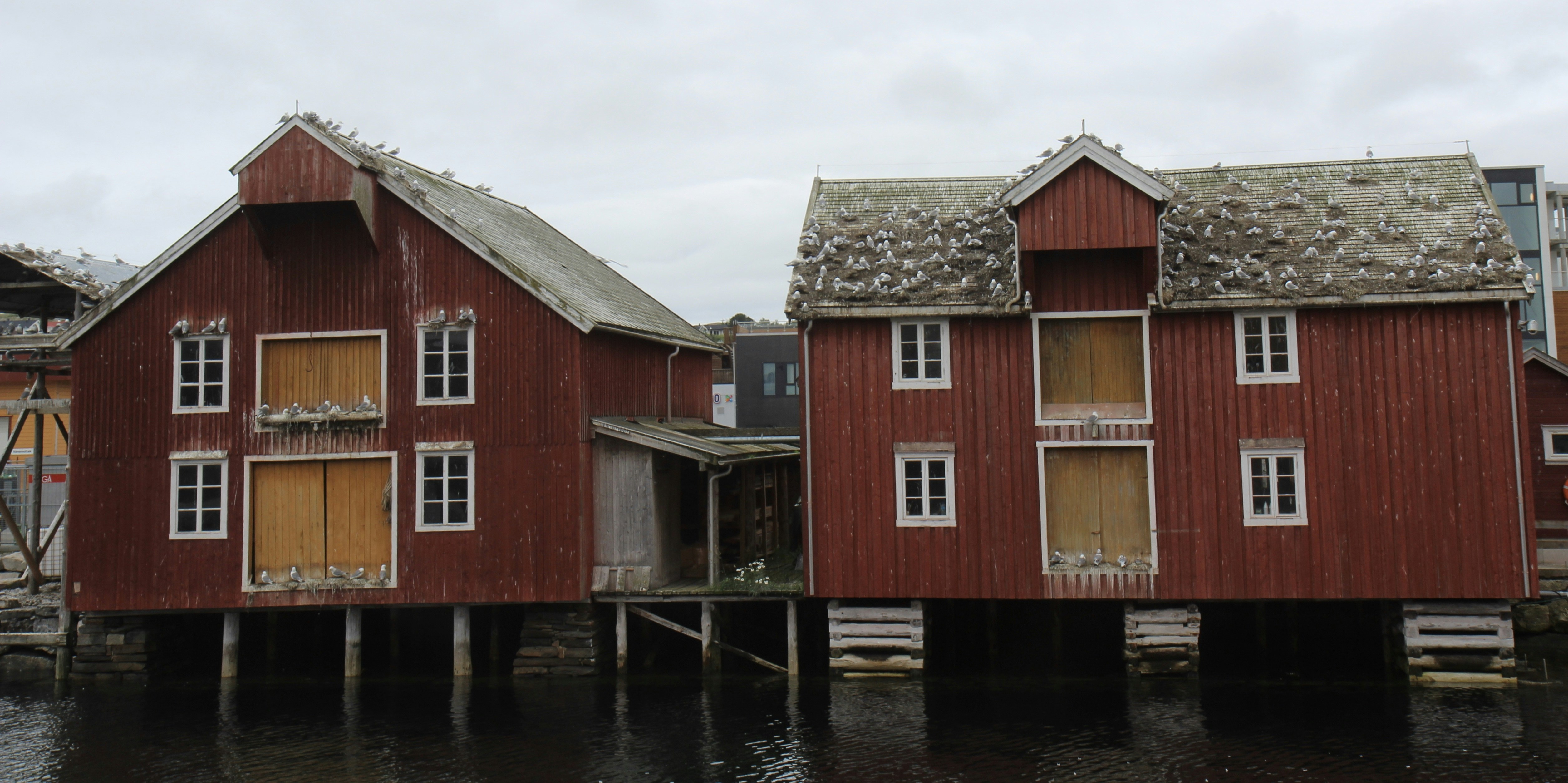 Hungry Gull Over Lookout: Red Timbered Houses on Stilts