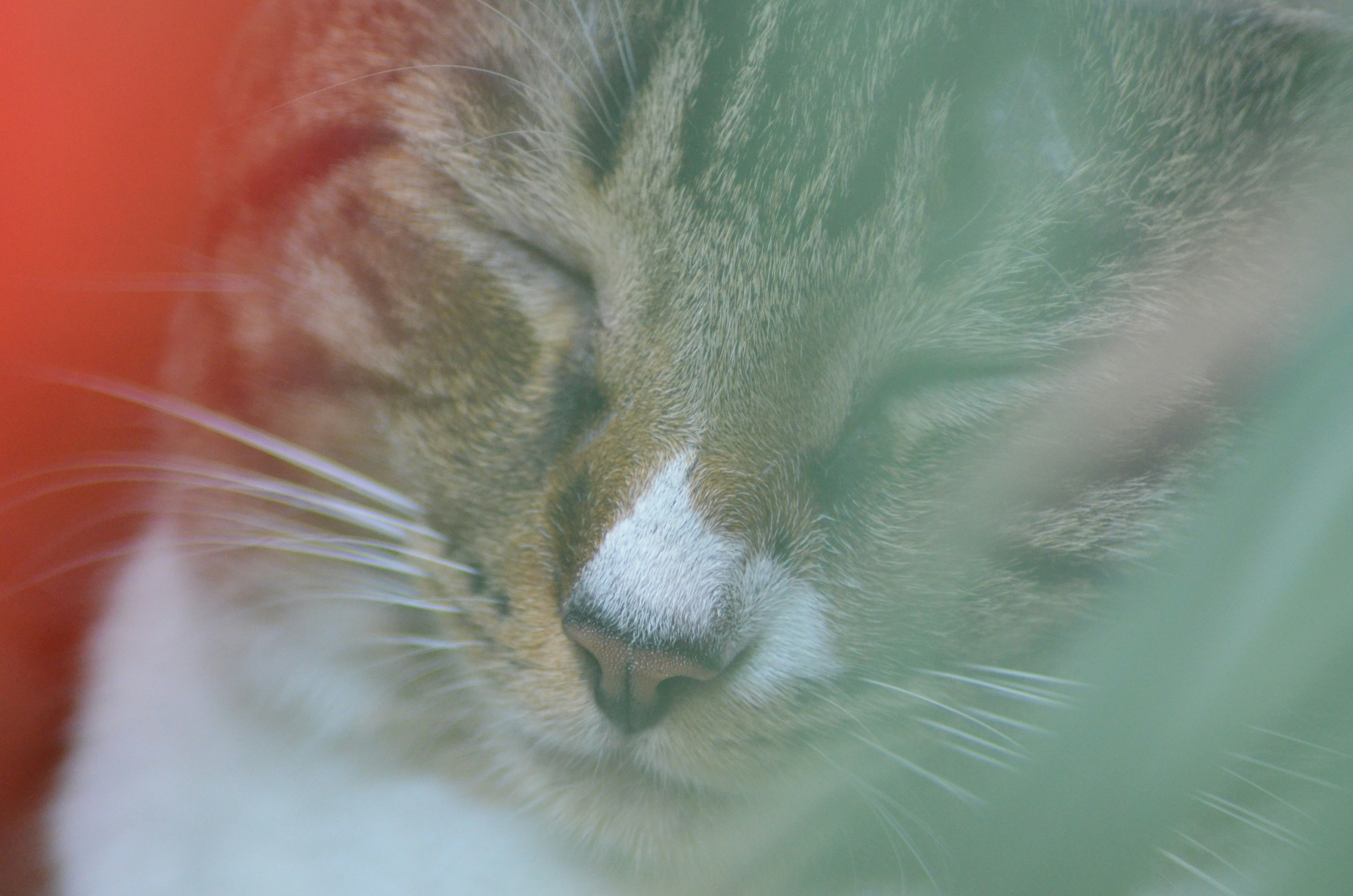 Quiet Tabby Slumber Behind a Veil of GreenJuan Camilo Guarin P