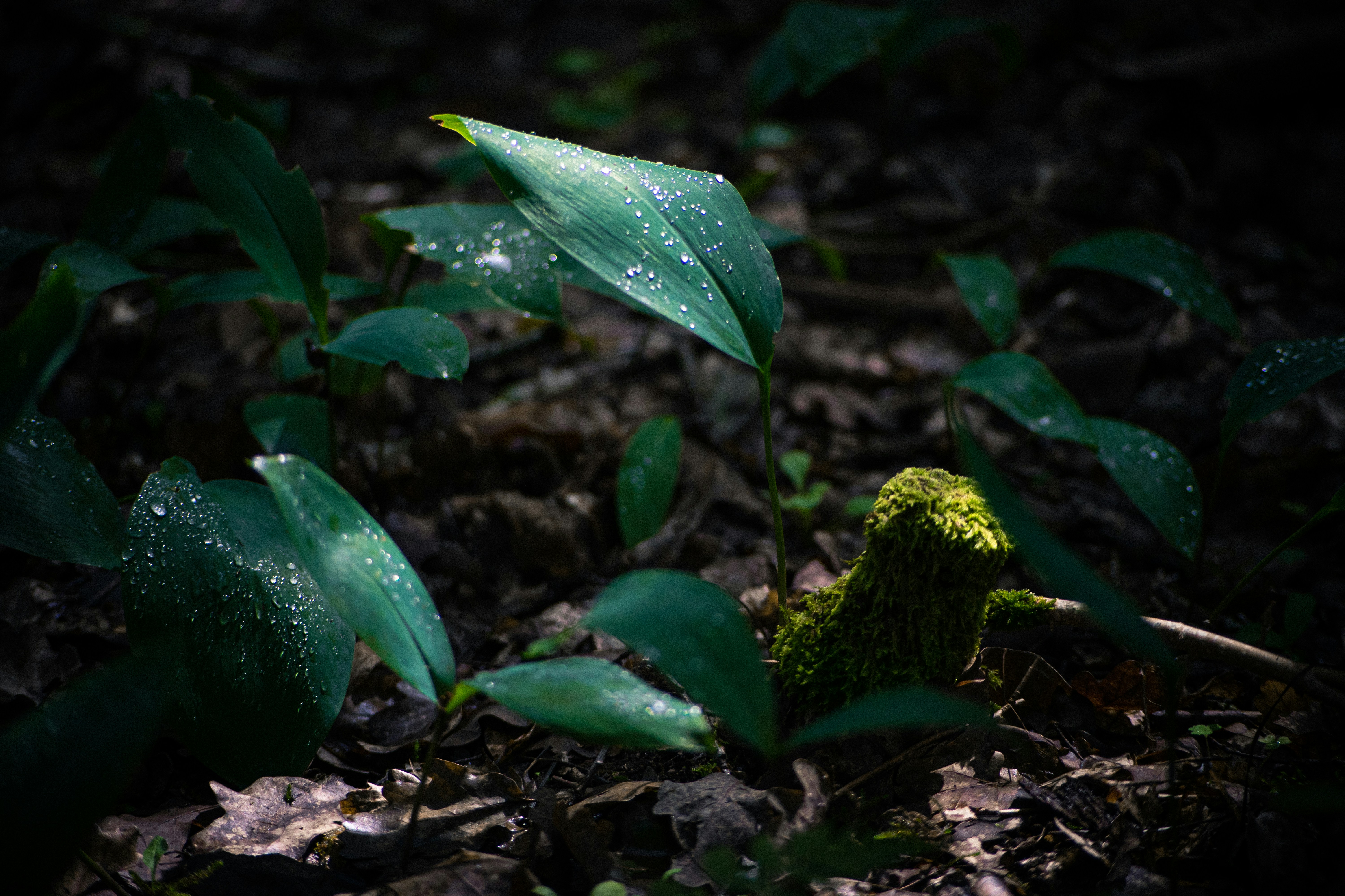 Dew-Glazed Leaf in a Shadowed Forest Microscape