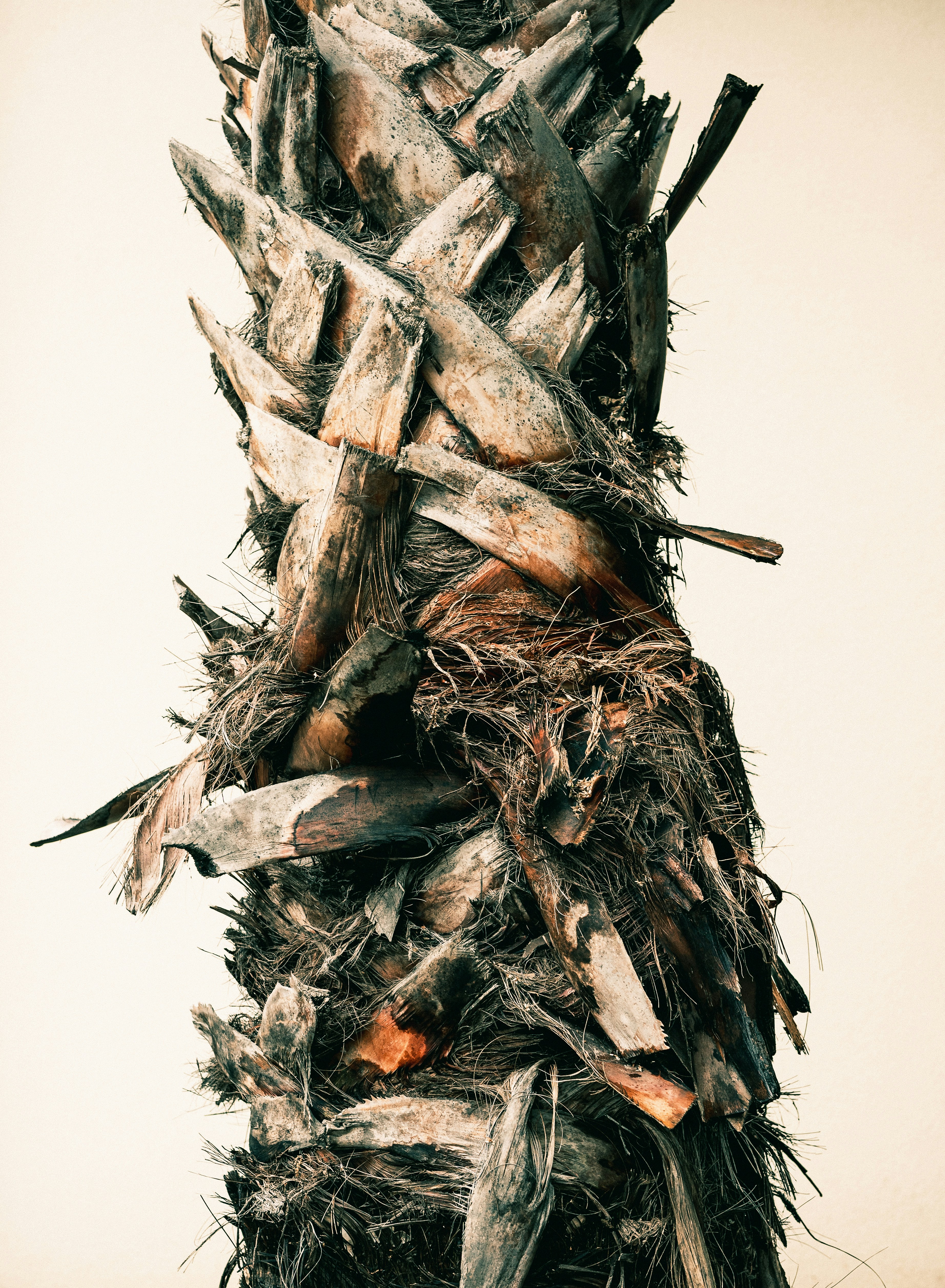 Fibrous Armor: a close-up study of a palm trunk's textured bark