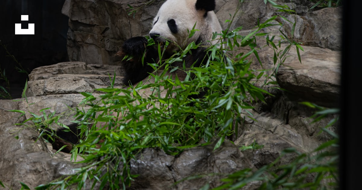 Panda Eating Grass Photo Free Green Image On Unsplash