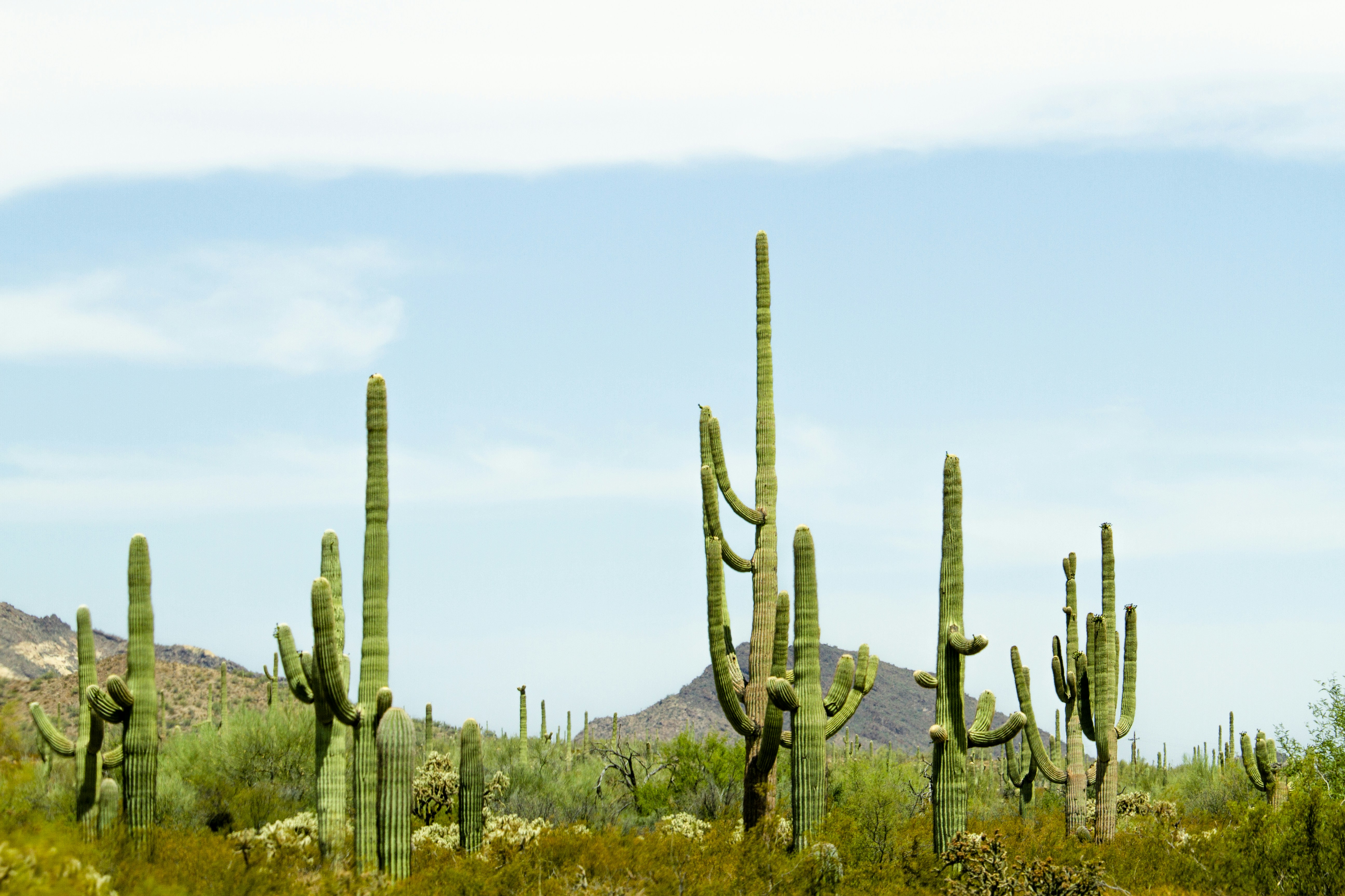 Cactus géant sur le terrain photo – Photo La nature Gratuite sur Unsplash