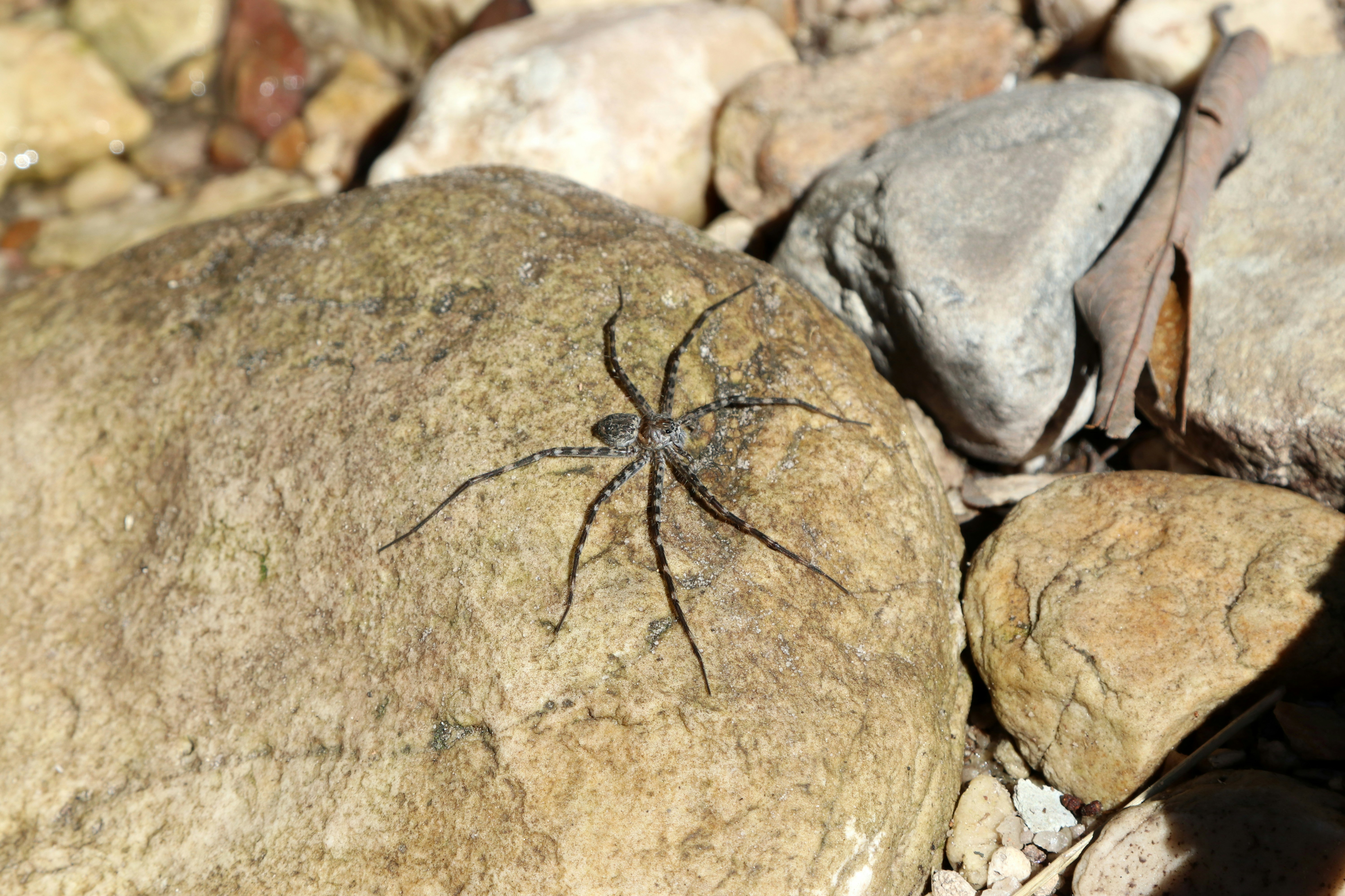 Star on the Stone: a sunlit echinus crack preserved in a desert rock