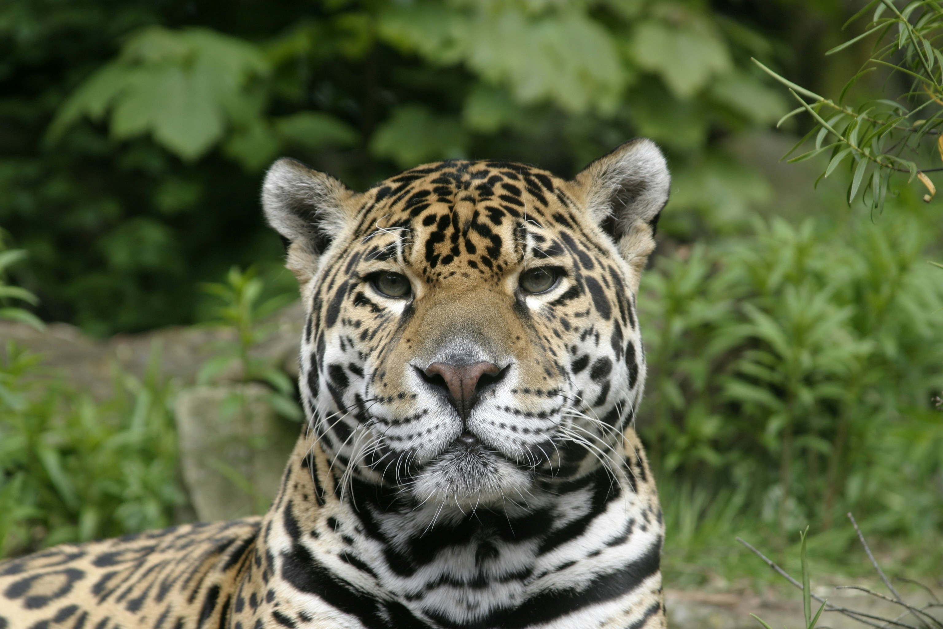 Close-up of a jaguar resting amidst lush greenery, showcasing its distinctive coat and piercing eyes.