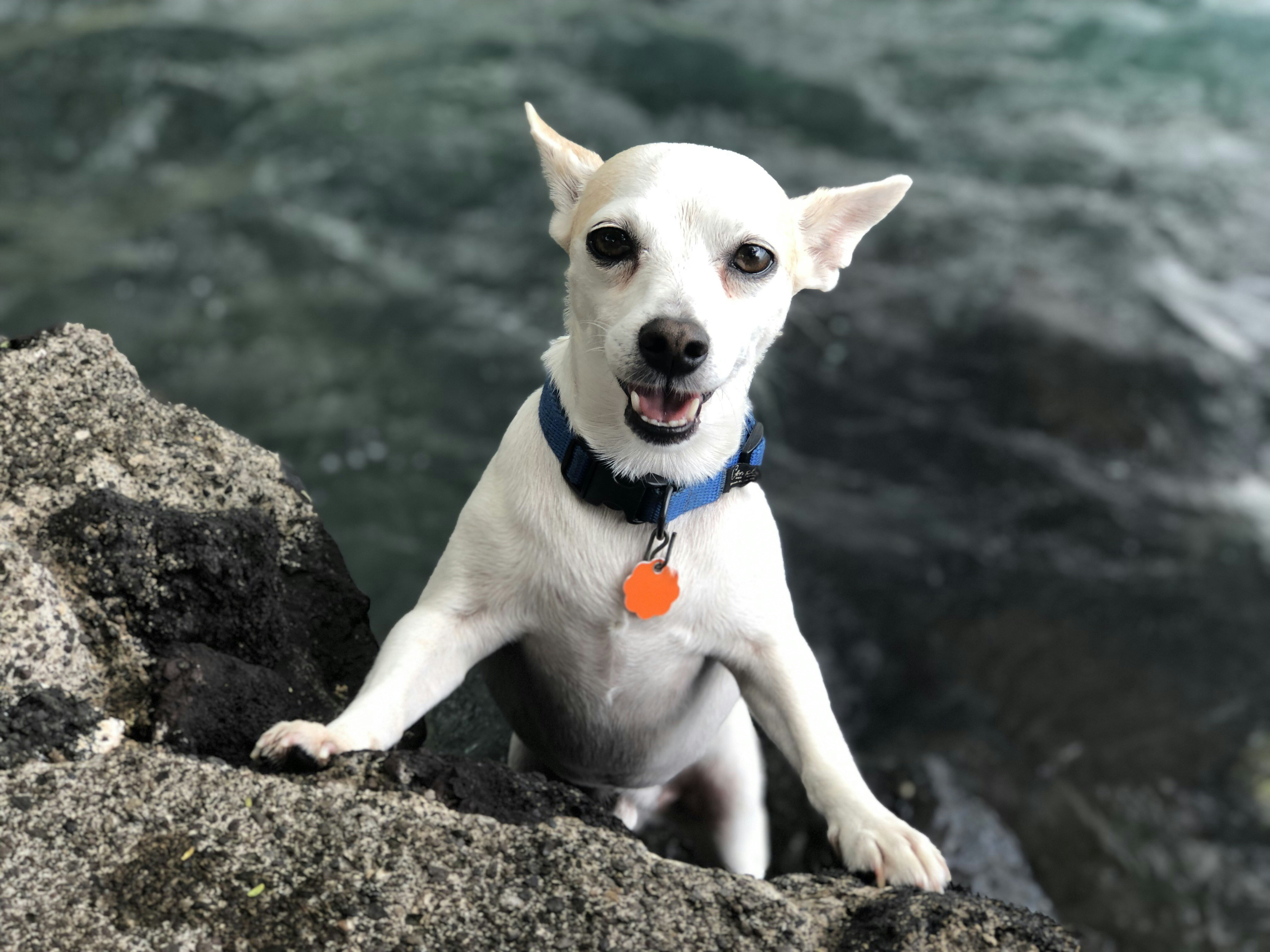 Sea-Washed Balance: White Dog on a Rocky Shore with a Blue Collar