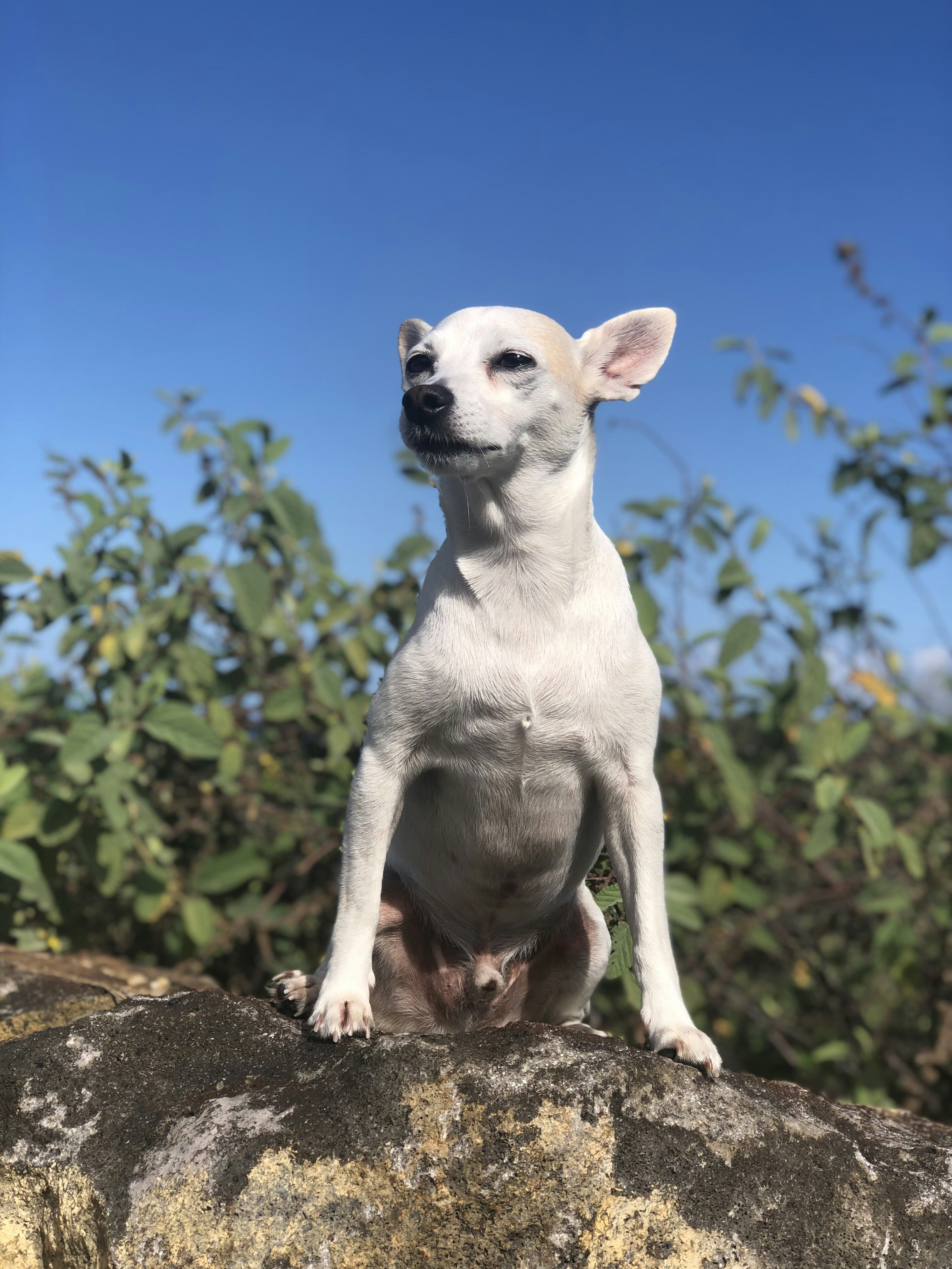 Sunlit Sentinel: A White Chihuahua on a Weathered Rock