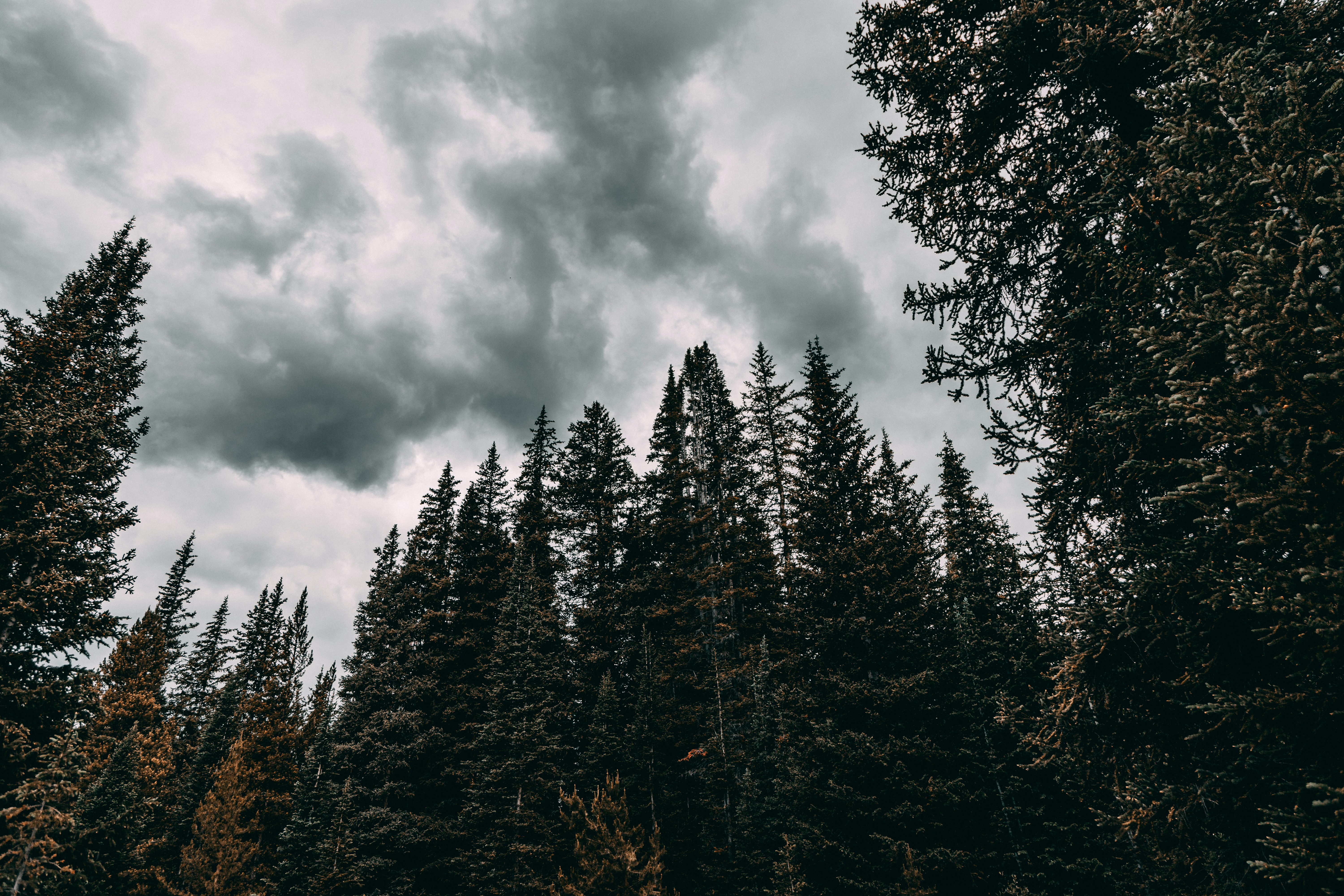 Low-angle photography of green and brown trees under cloudy sky photo ...