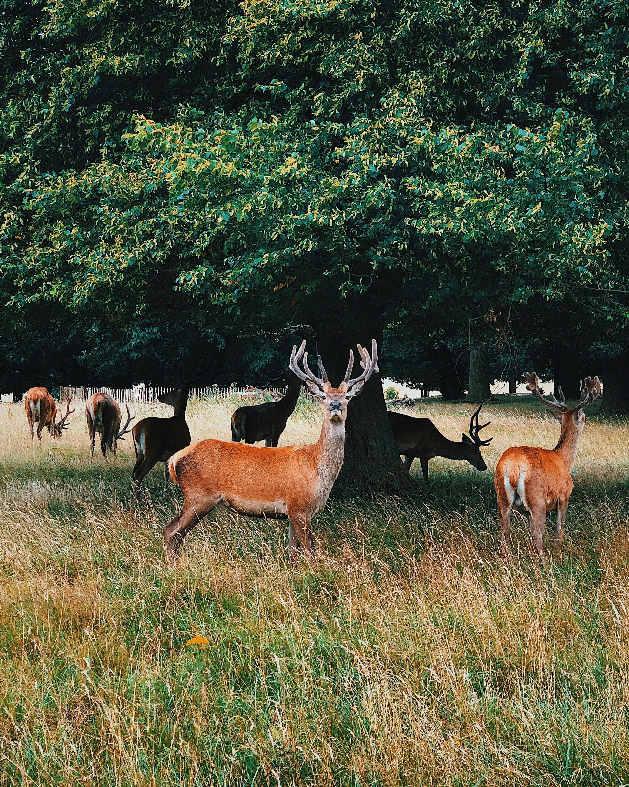 Antlered Sentinel Beneath the Canopy