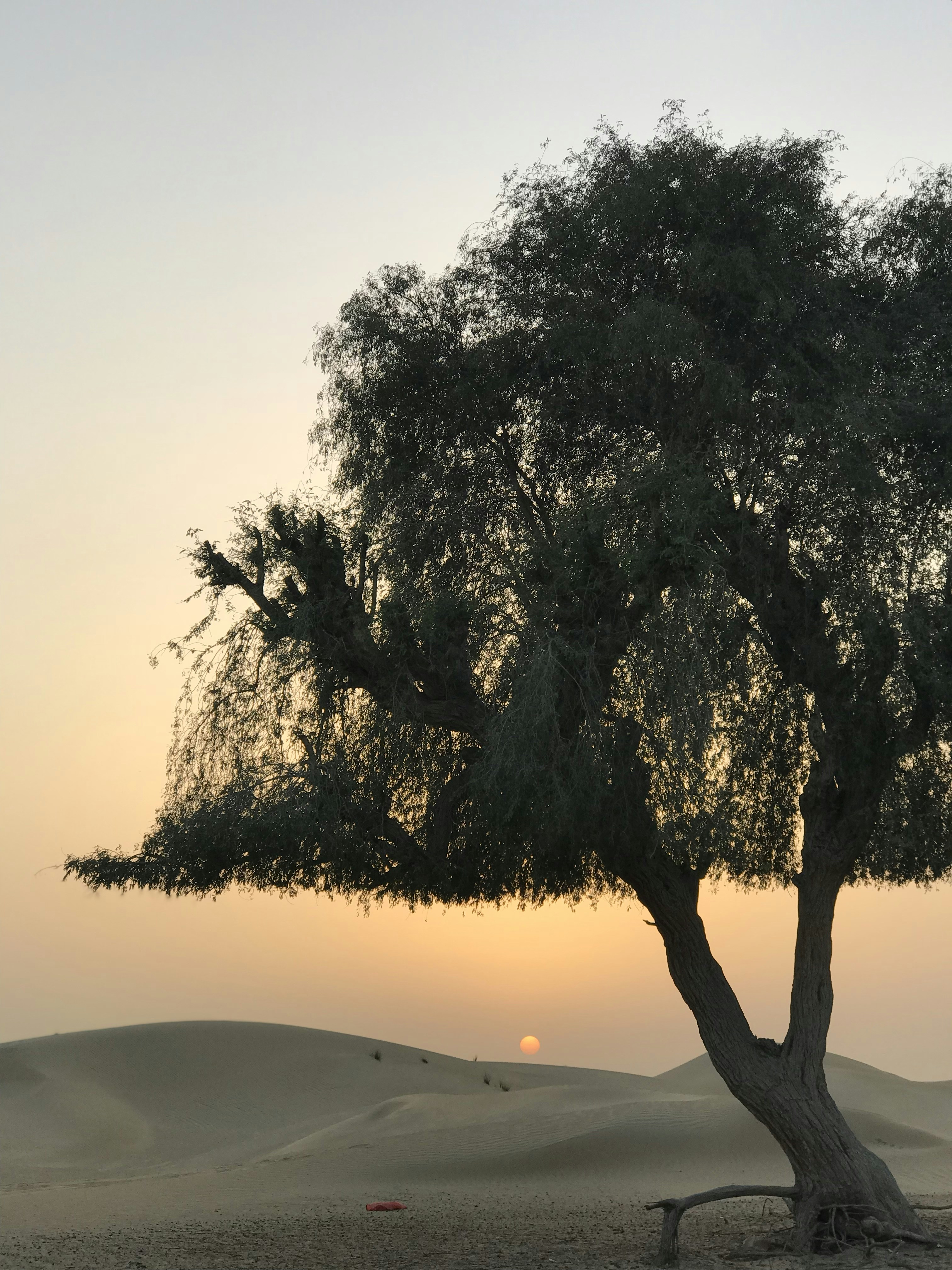 Sunset Sentinel: A Lone Tree Over the Dune Sea
