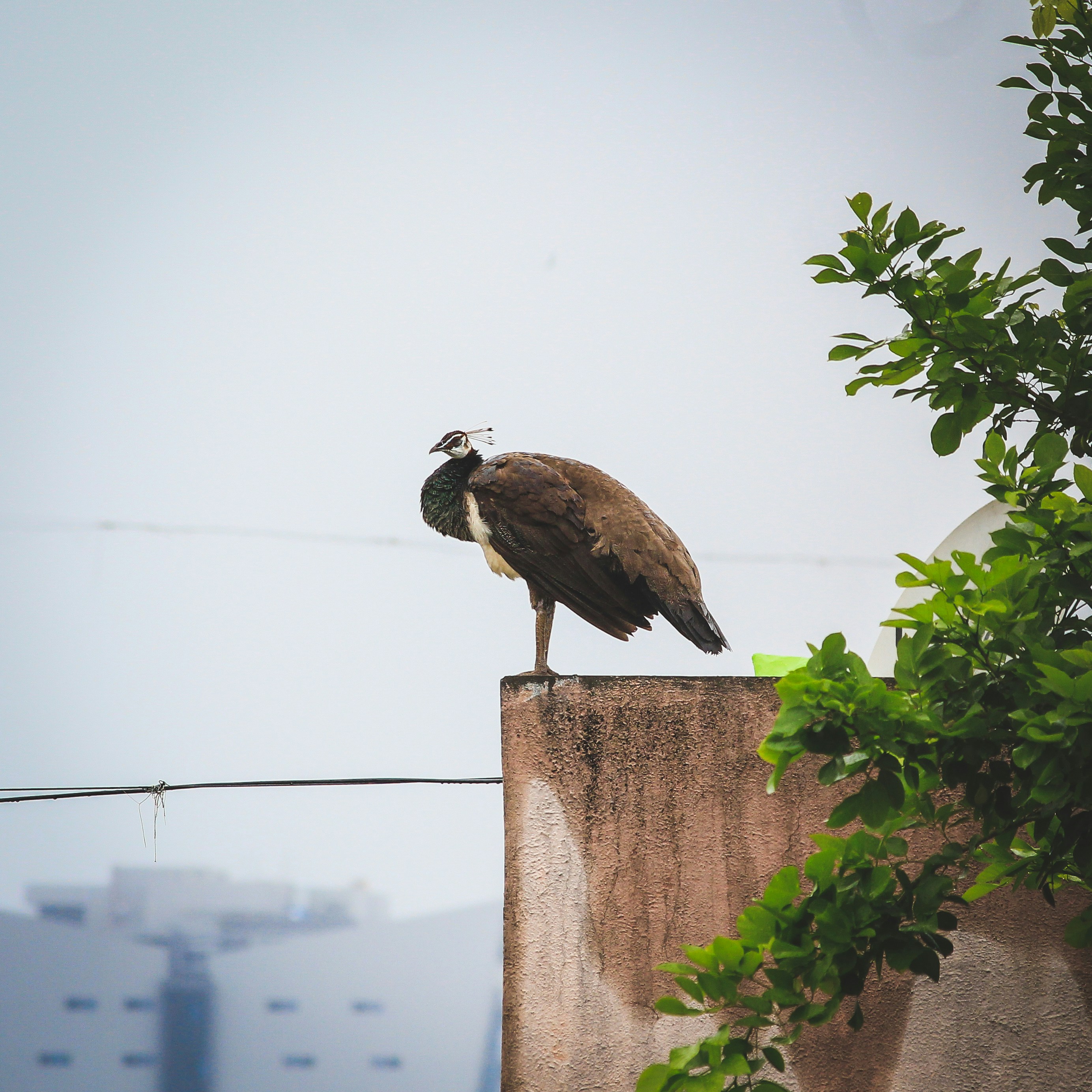 Pavo real negro foto – Imagen de Pájaro gratuita en Unsplash