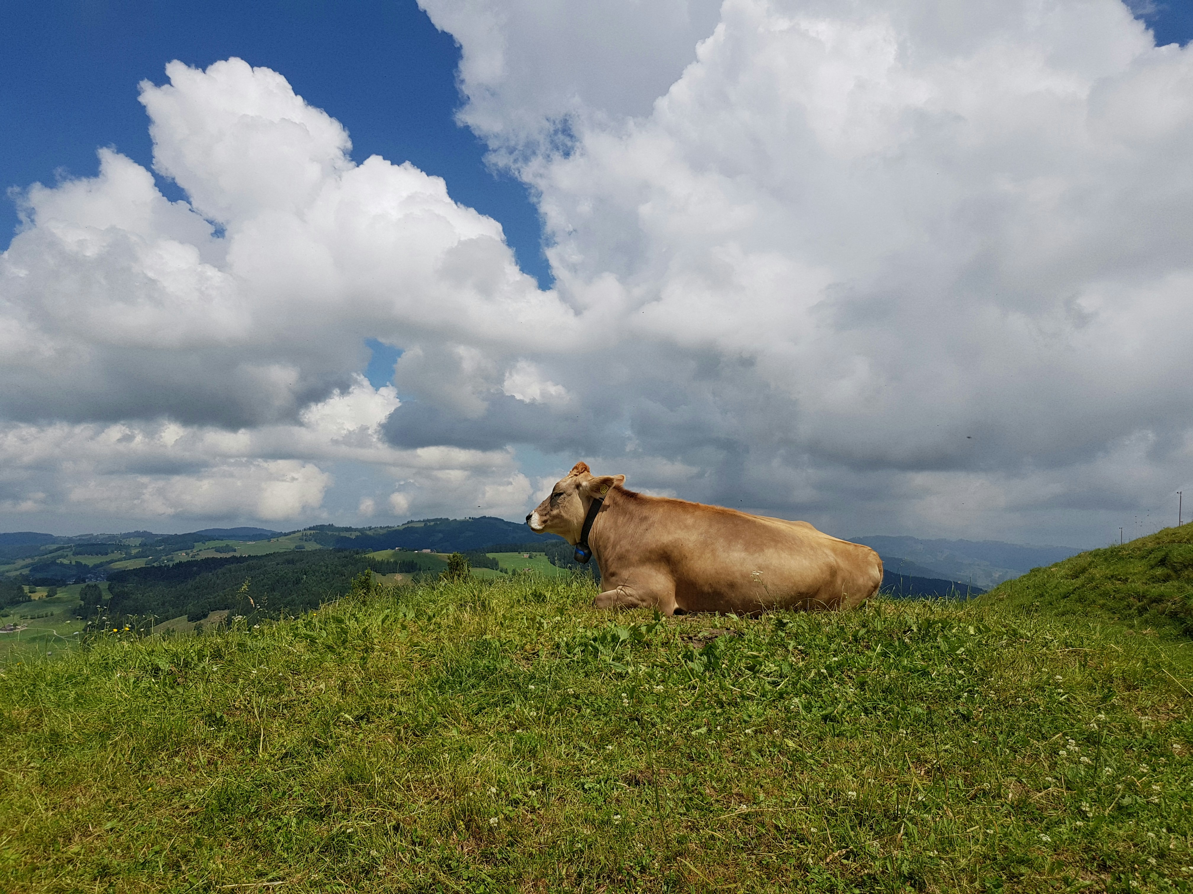 A relaxed cow lounging on a grassy knoll under a dramatic sky filled with fluffy clouds.