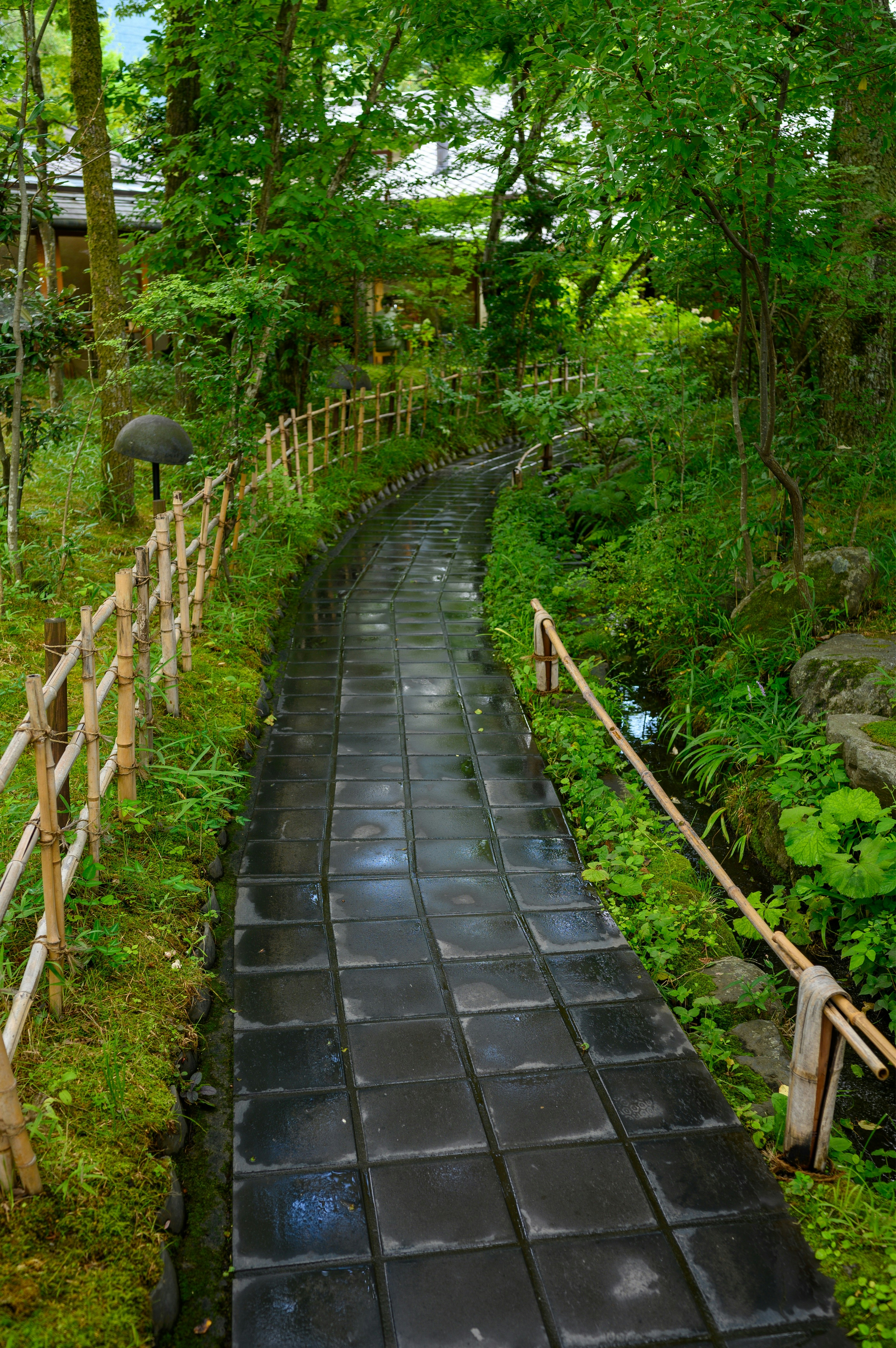 a path in the middle of a lush green forest