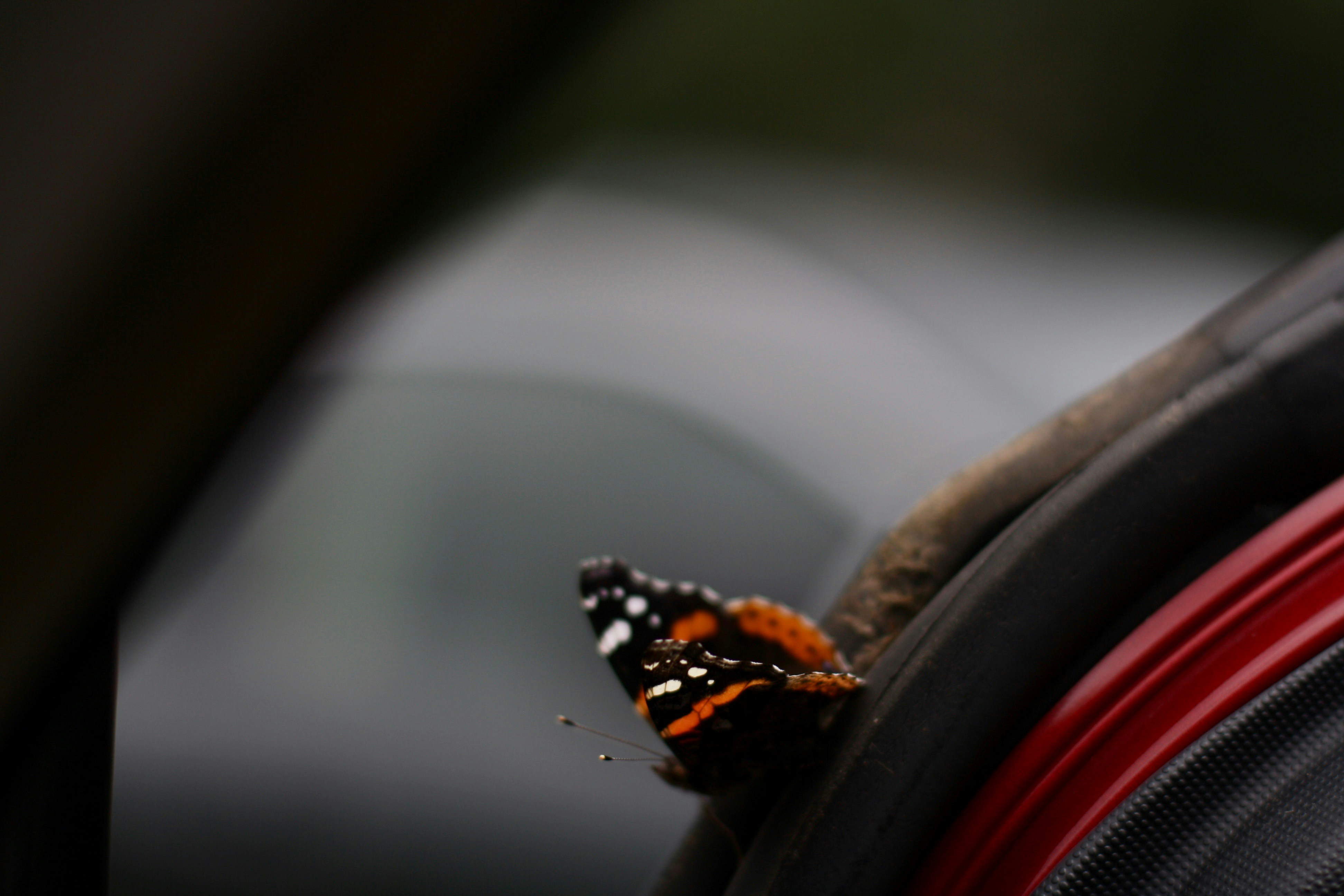 Crimson Ring, Fluttering Moment: Butterfly on a Camera Lens