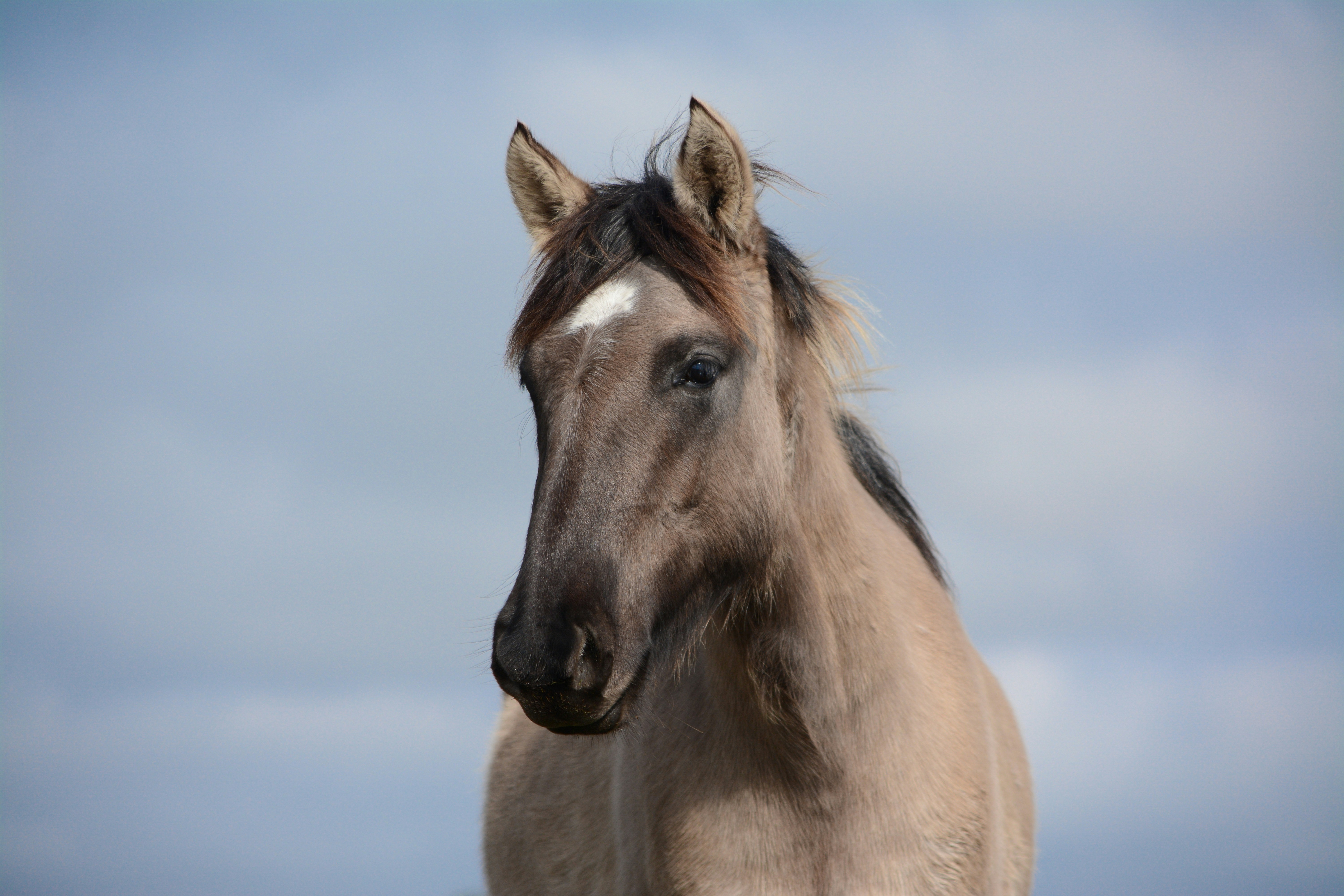 Young horse with a soft coat standing against a clear blue sky.