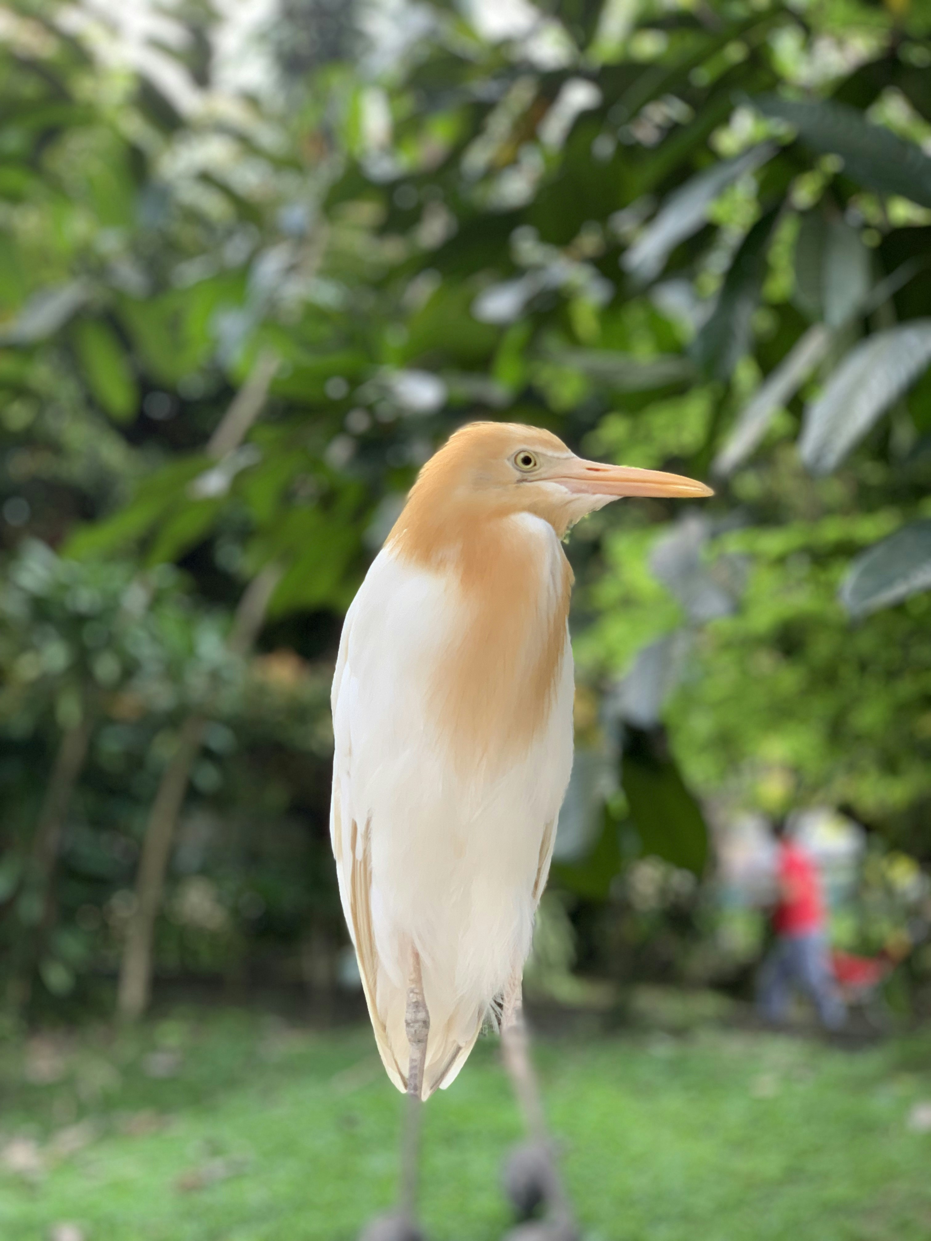 Amber-Headed Egret in a Verdant Backdrop